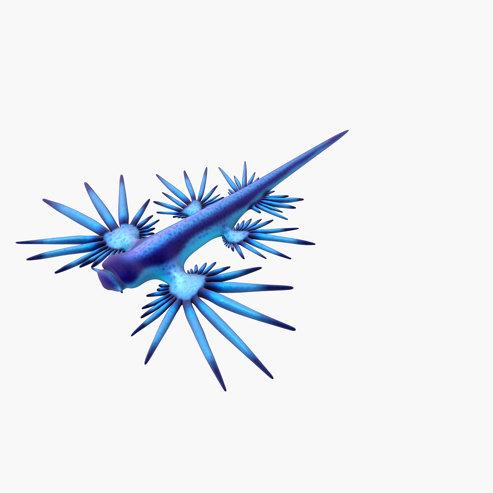 3d model glaucus atlanticus