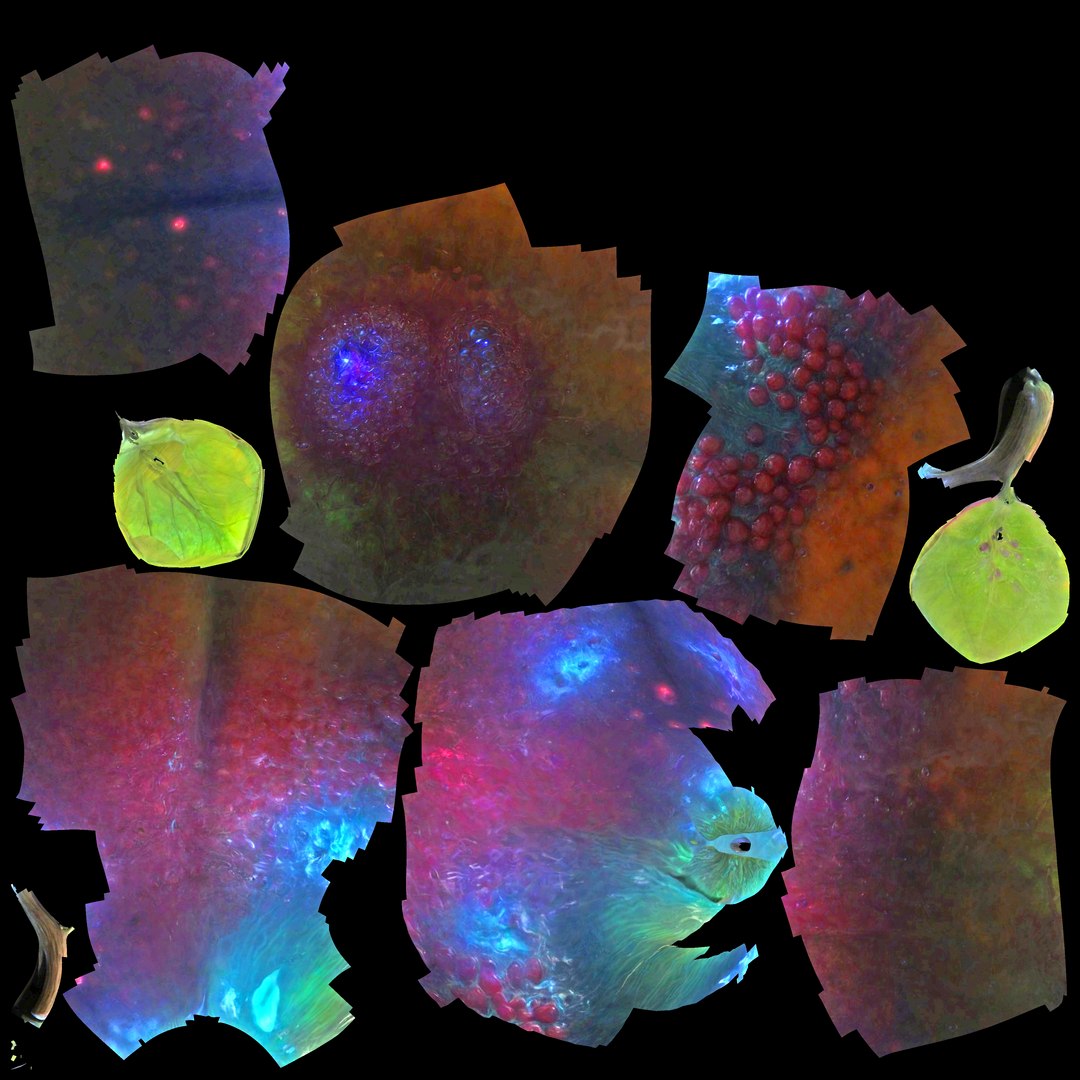 Alien Fruits Model - TurboSquid 2319239