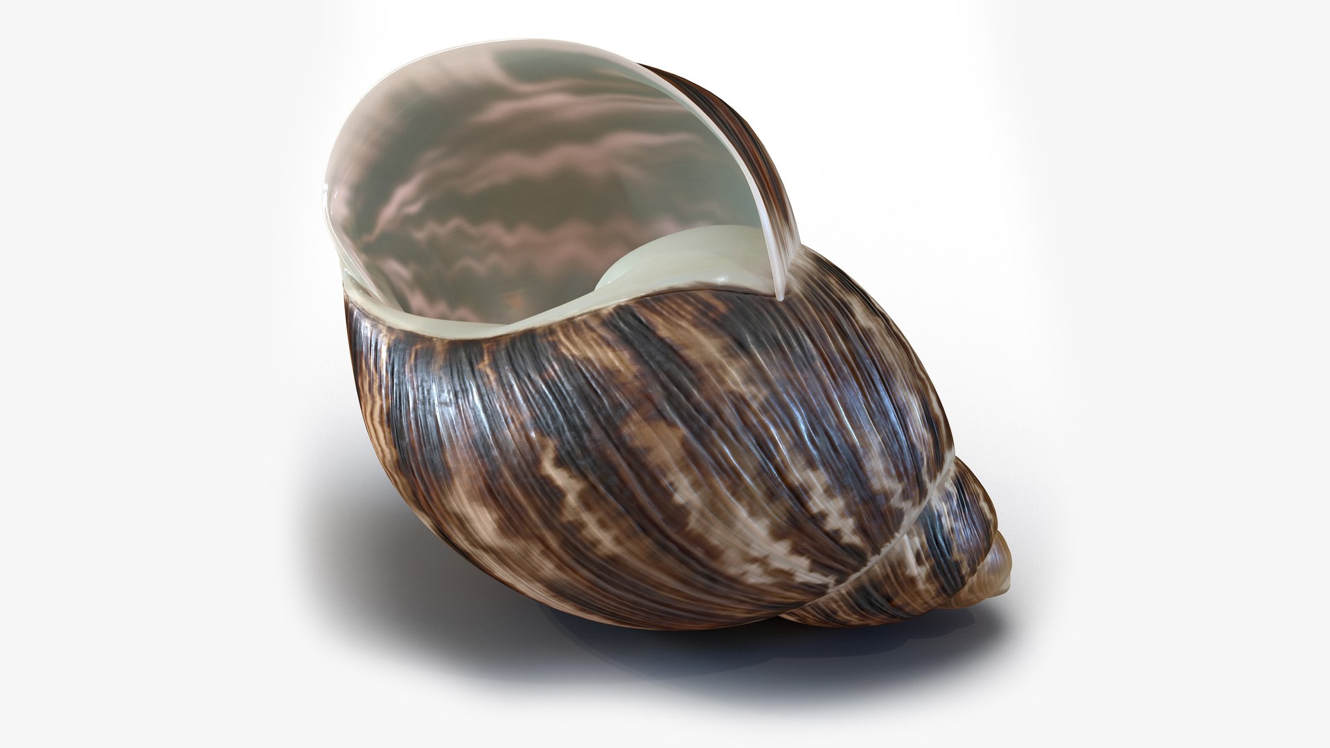 3D Archachatina Marginata Shell - TurboSquid 2232280