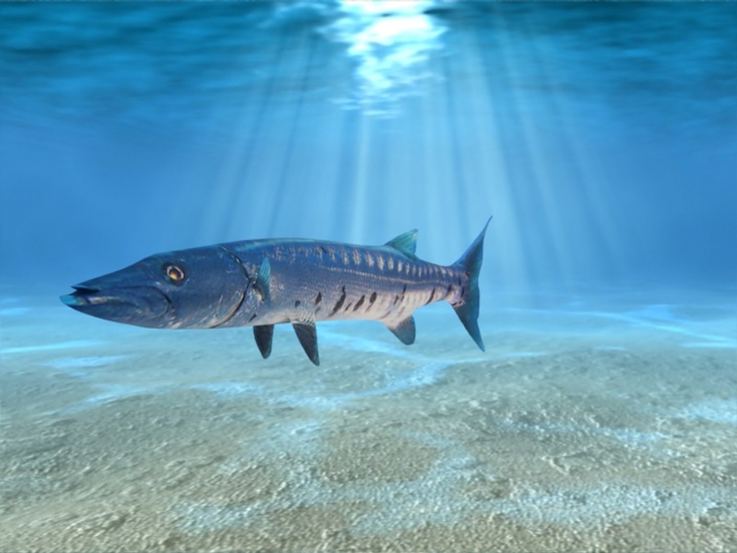 3ds Max Barracuda Fish