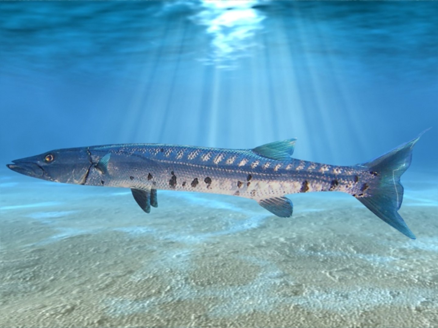 3ds Max Barracuda Fish