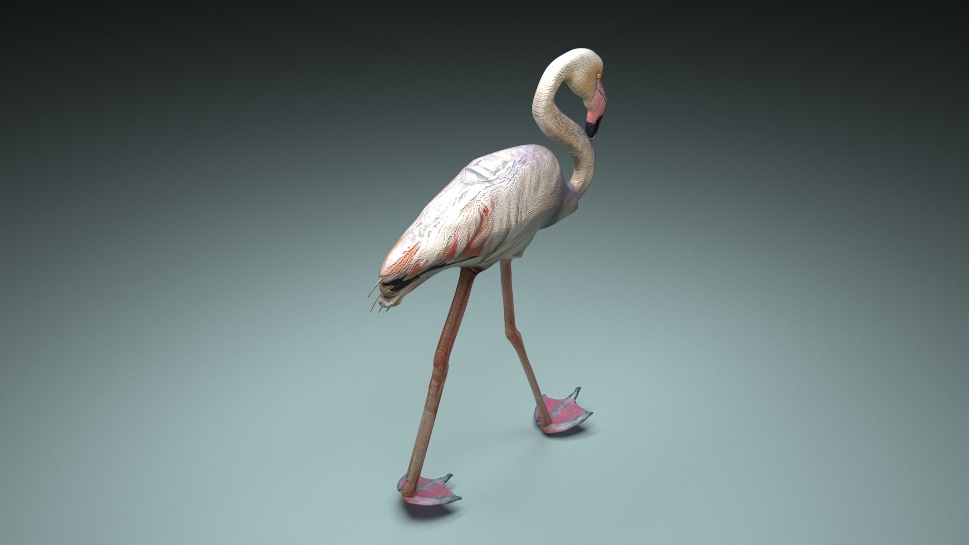 Flamingo 3D Model - TurboSquid 1923208
