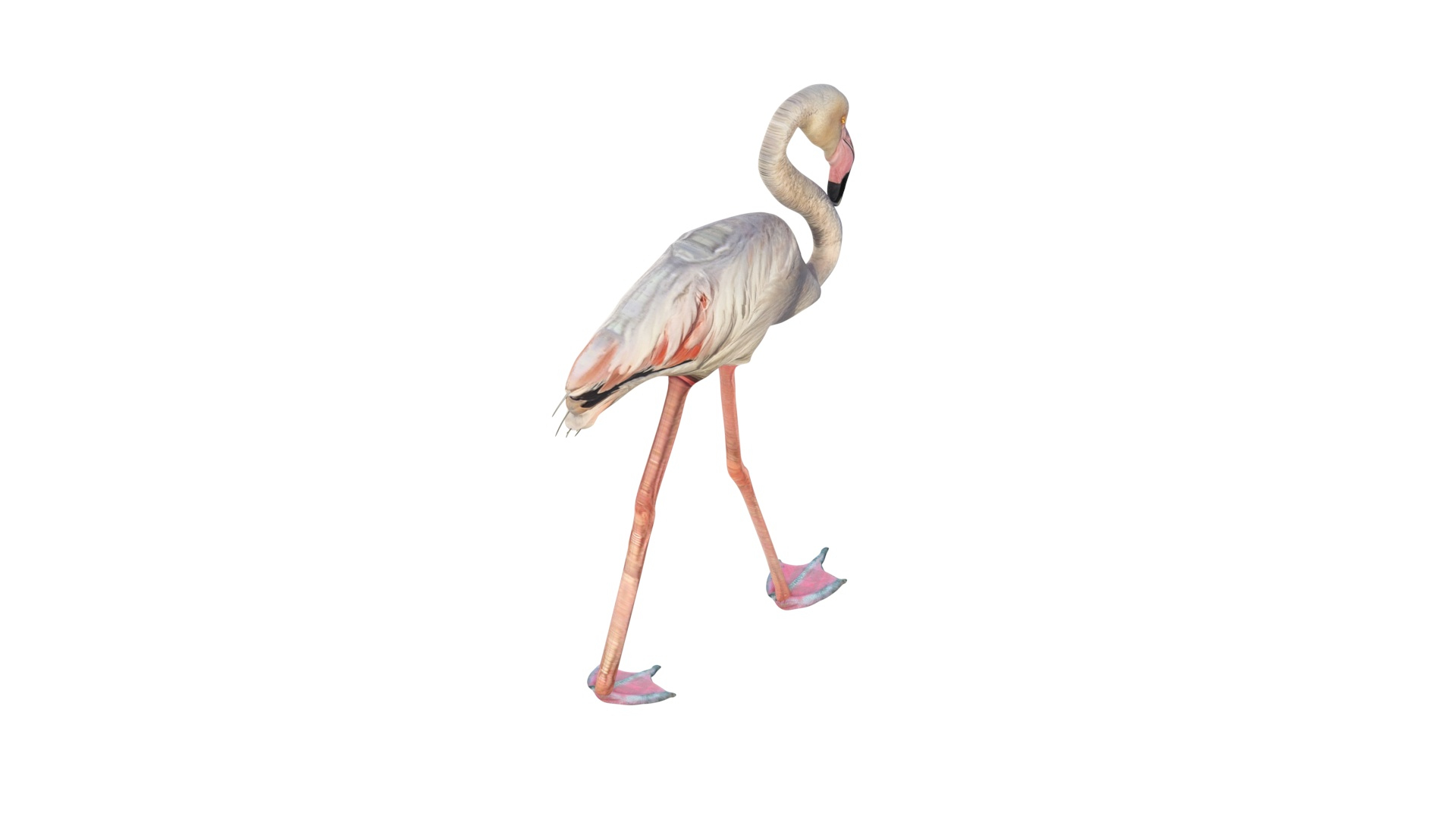Flamingo 3D Model - TurboSquid 1923208