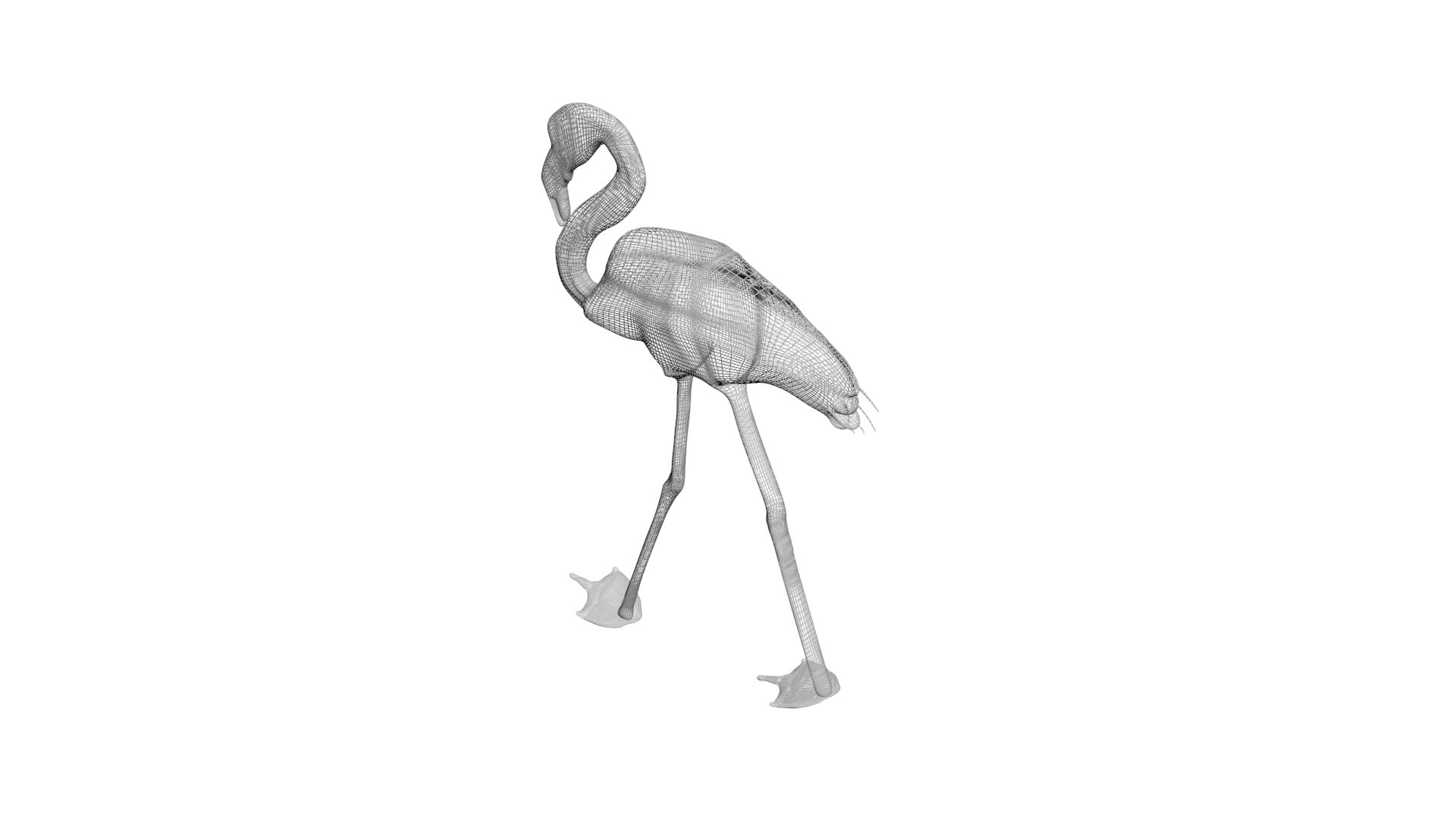 Flamingo 3D Model - TurboSquid 1923208