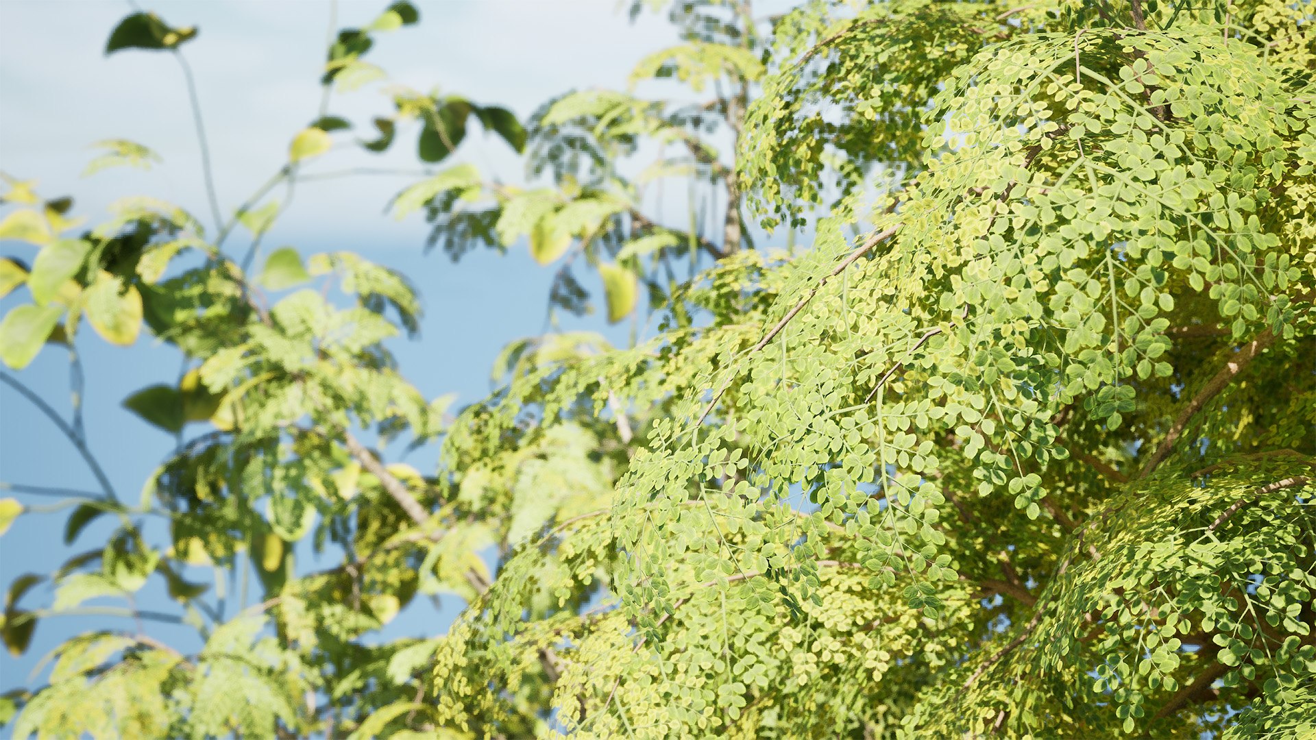 Moringa Oleifera Tree 3D - TurboSquid 2366913