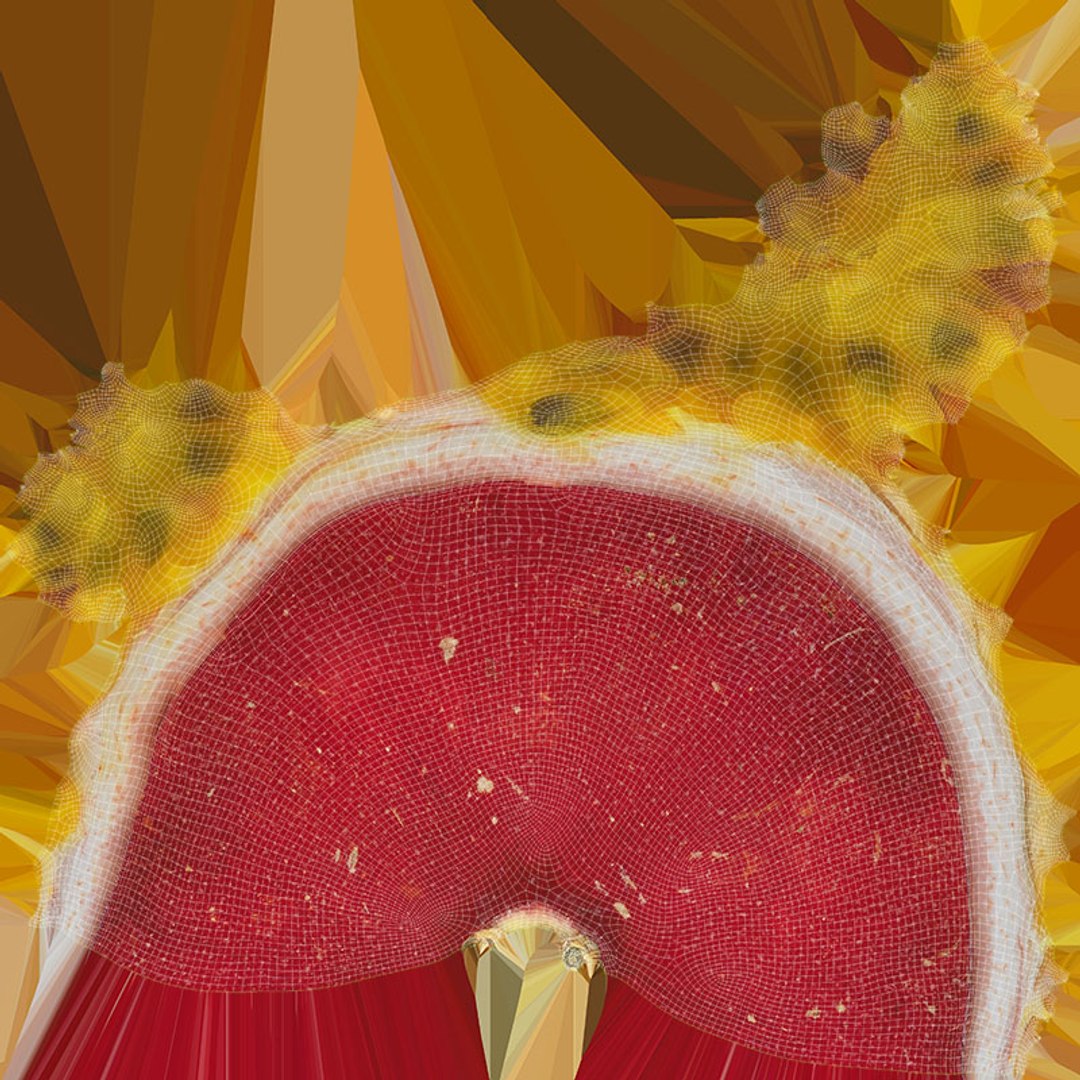 3D Model Passion Fruit Collection - TurboSquid 2248627