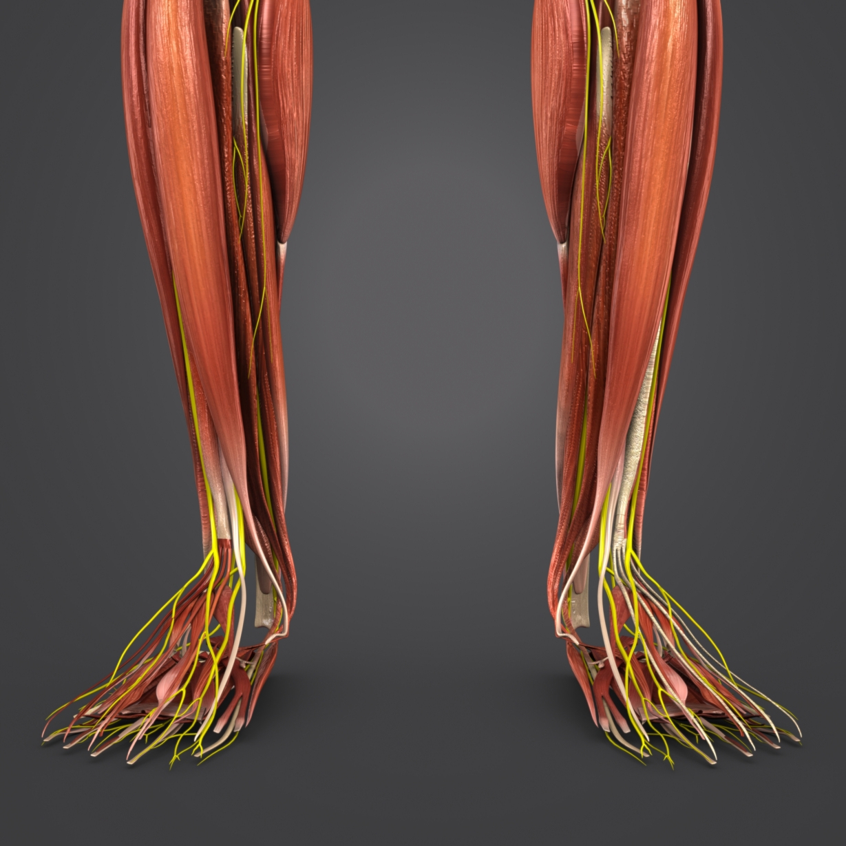 Human body muscles 3D model - TurboSquid 1268623