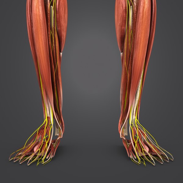Human body muscles 3D model - TurboSquid 1268623