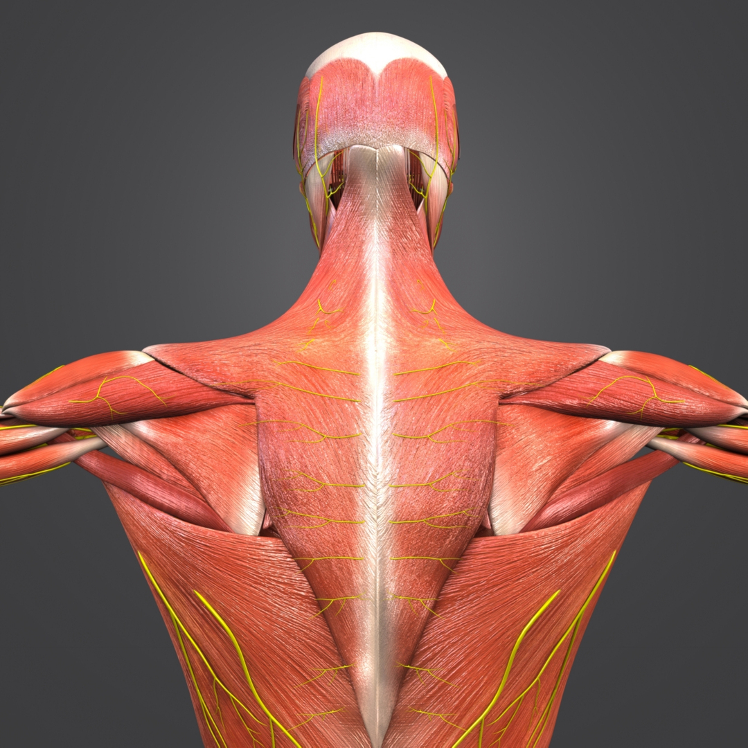 Human body muscles 3D model - TurboSquid 1268623