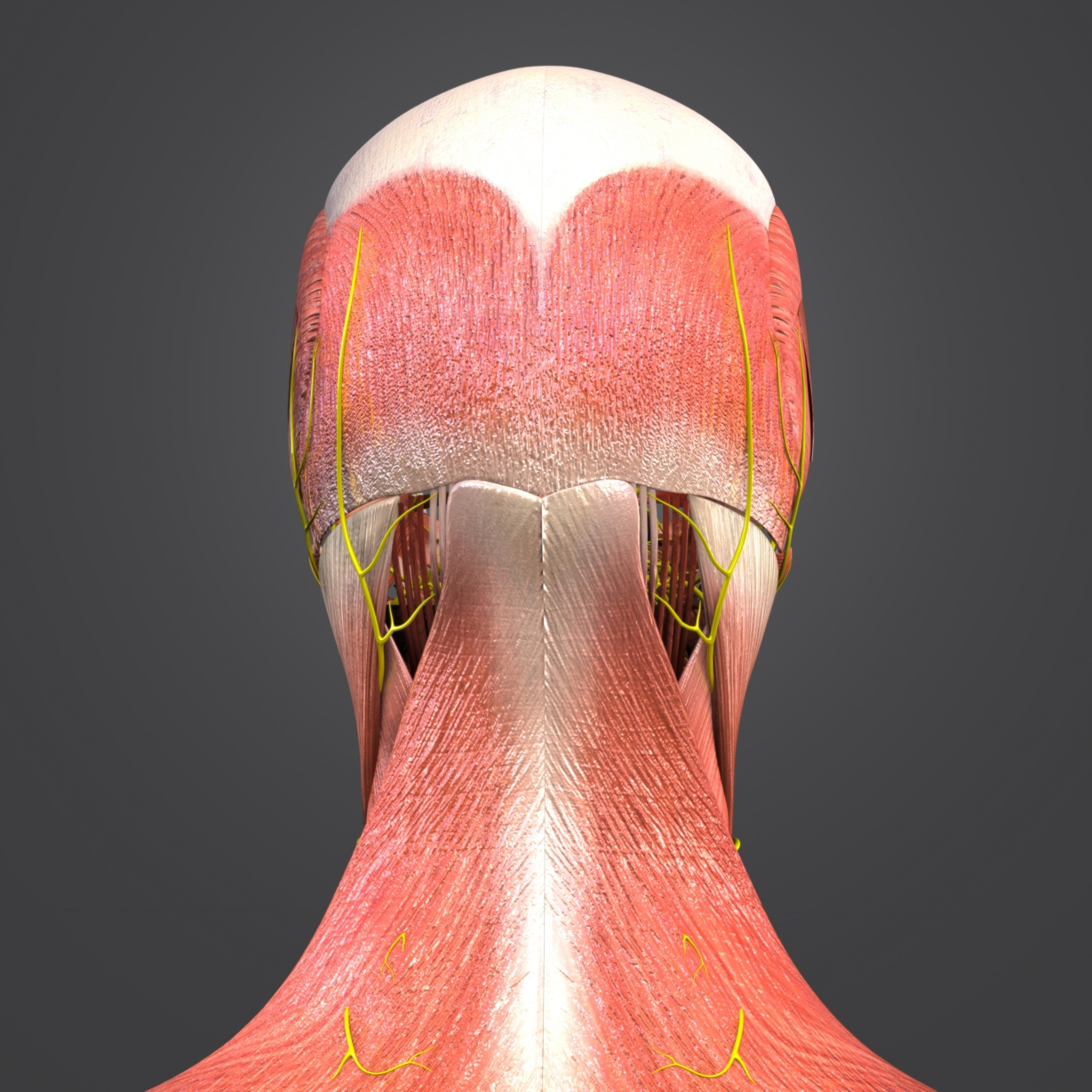 Human body muscles 3D model - TurboSquid 1268623
