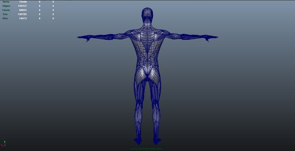 Human body muscles 3D model - TurboSquid 1268623