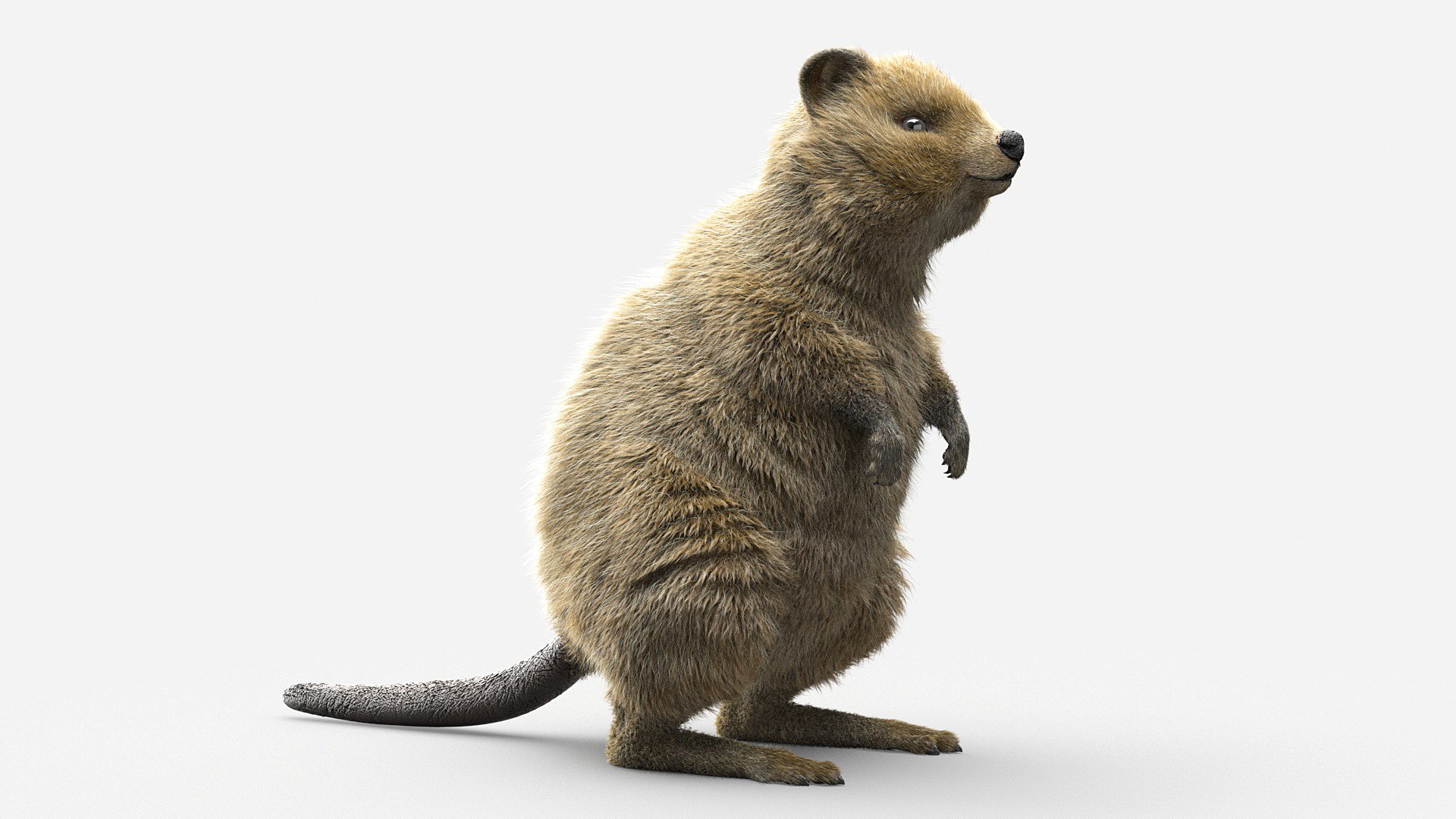 3D Quokka Ornatrix Ephere Model - TurboSquid 1453620