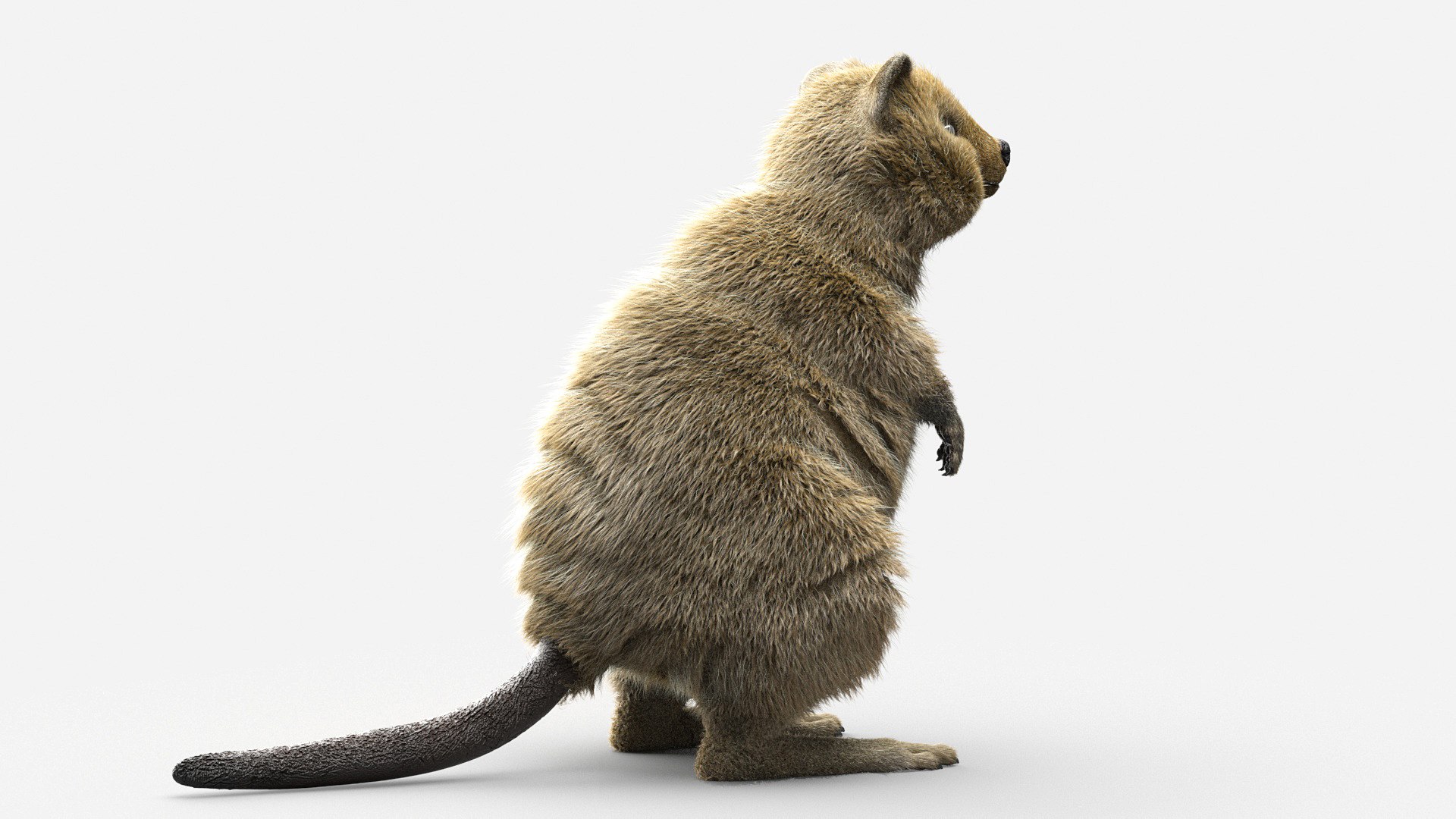 3D Quokka Ornatrix Ephere Model - TurboSquid 1453620
