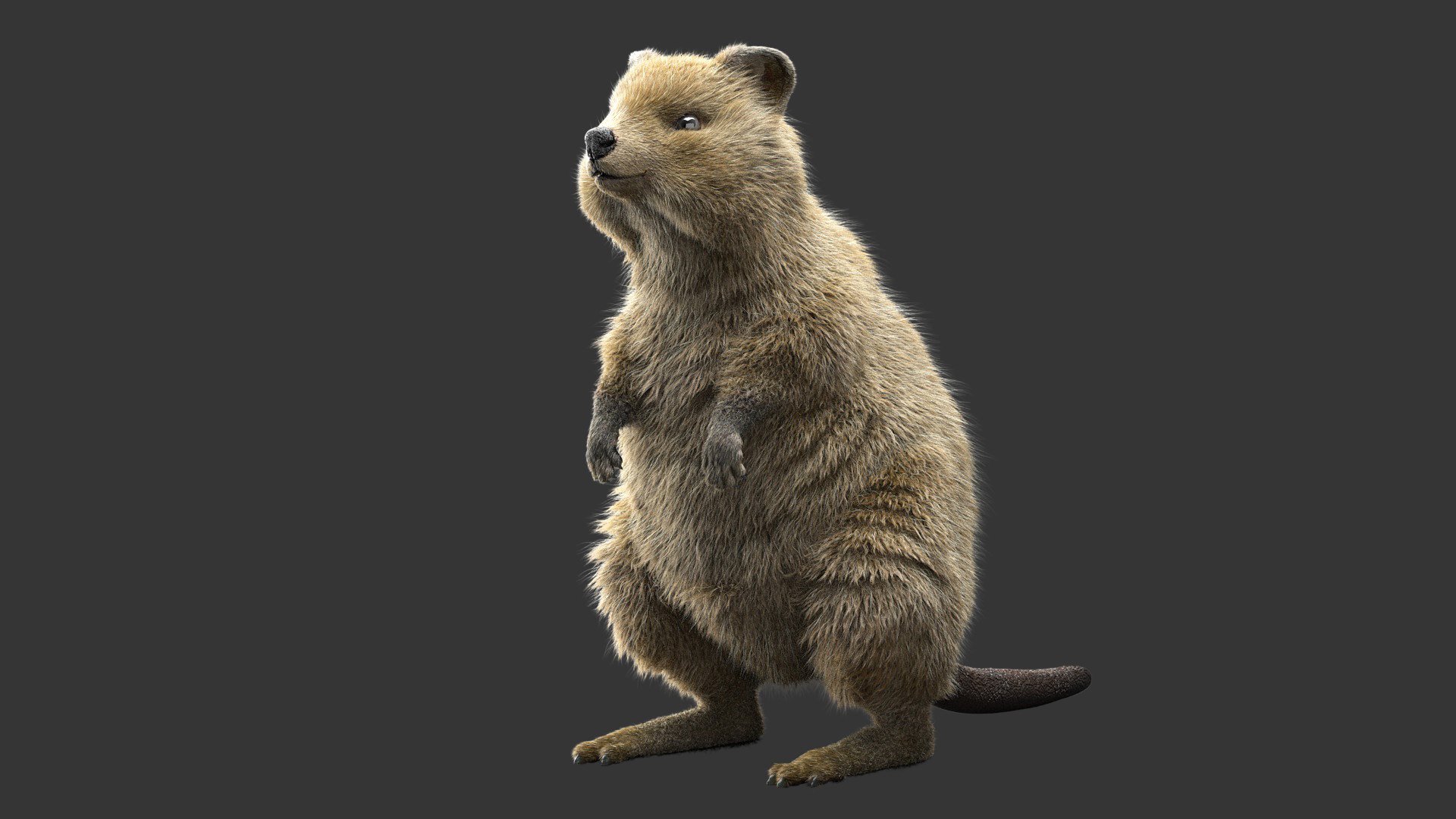 3D Quokka Ornatrix Ephere Model - TurboSquid 1453620