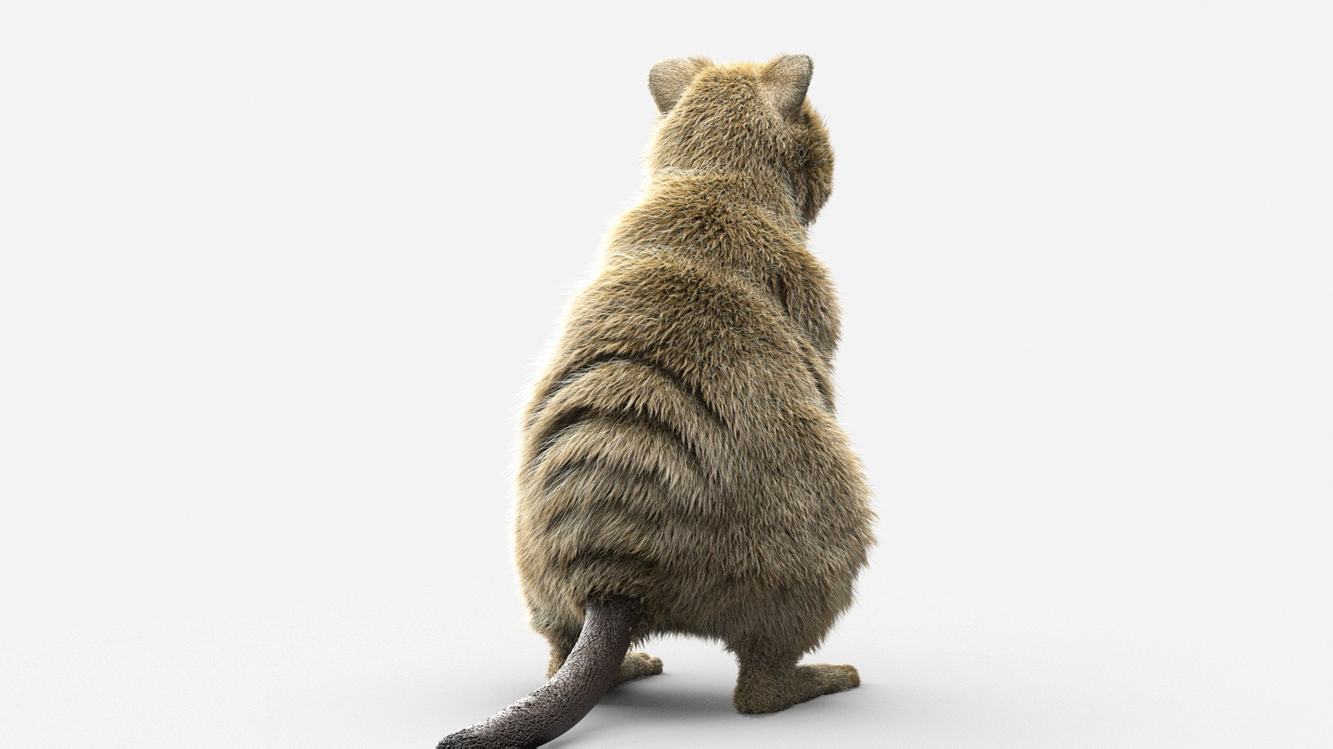 3D Quokka Ornatrix Ephere Model - TurboSquid 1453620