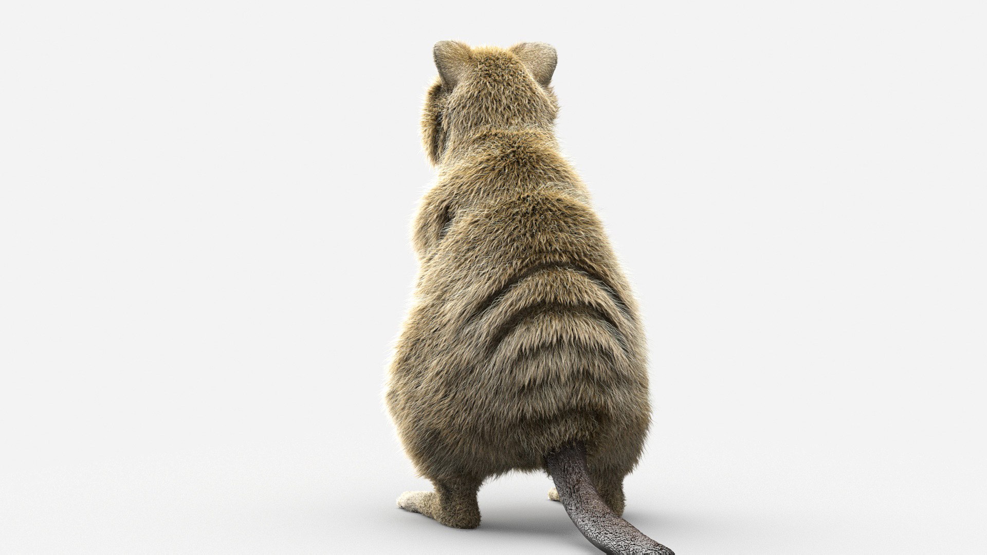 3D Quokka Ornatrix Ephere Model - TurboSquid 1453620