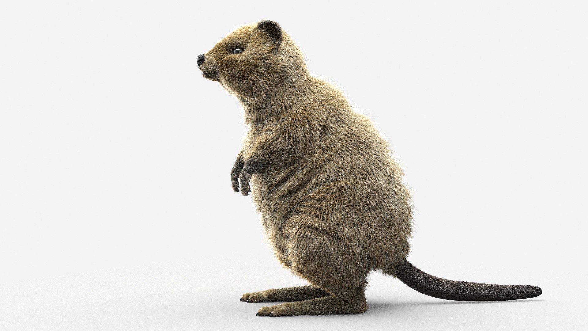 3D Quokka Ornatrix Ephere Model - TurboSquid 1453620