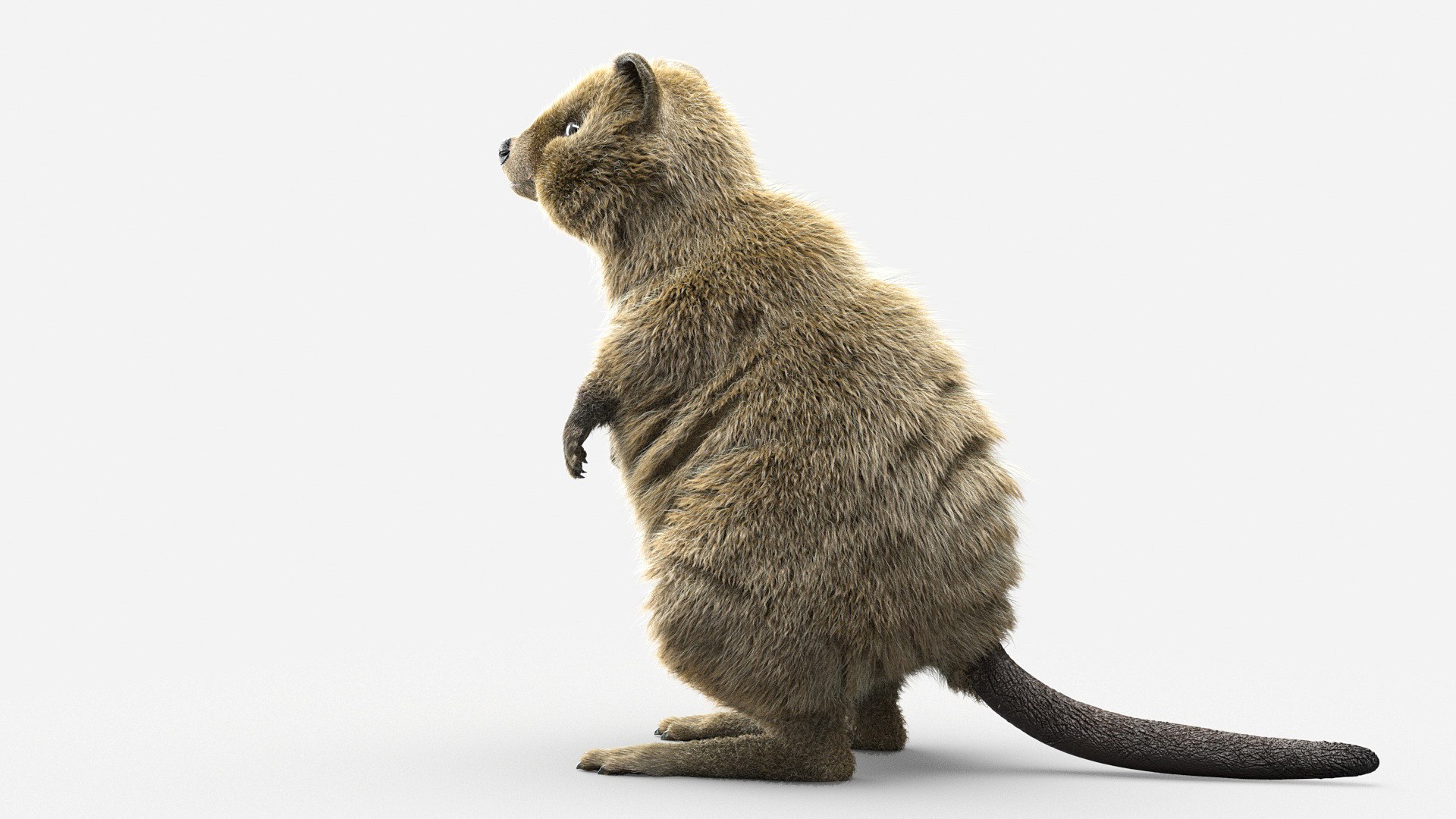 3D Quokka Ornatrix Ephere Model - TurboSquid 1453620