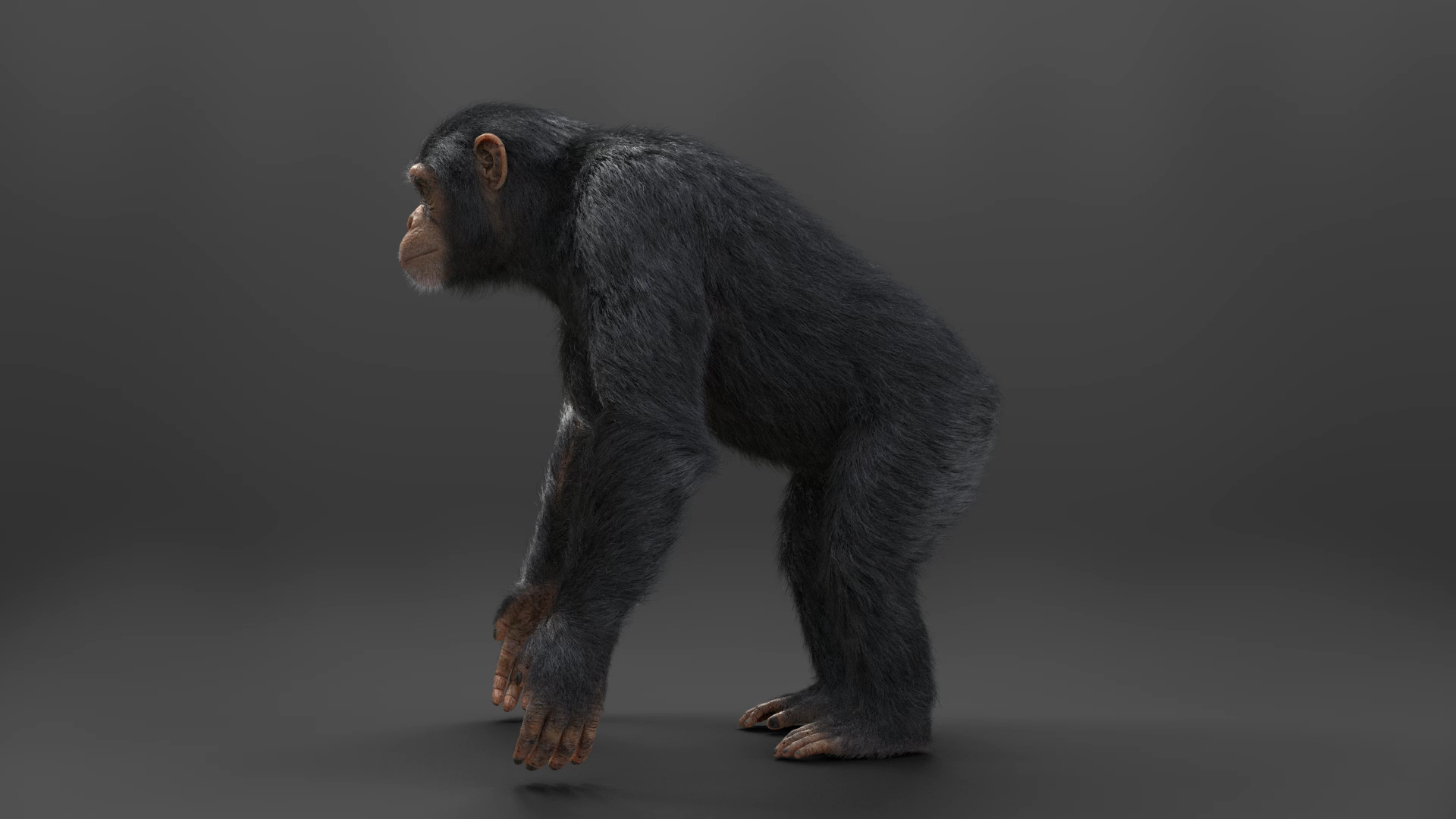 3D Chimpanzee Animated Model - TurboSquid 1867384