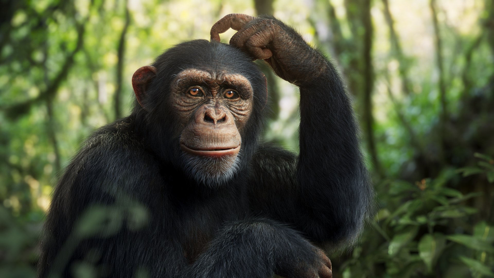 3D Chimpanzee Animated model - TurboSquid 1867384