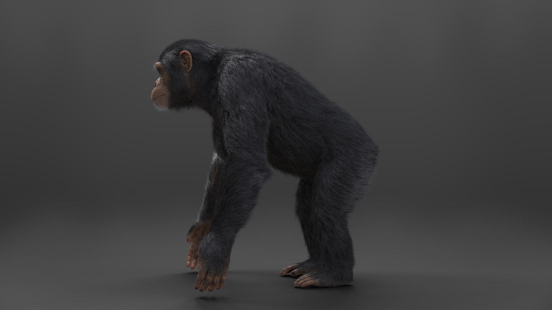 3D Chimpanzee Animated Model - TurboSquid 1867384