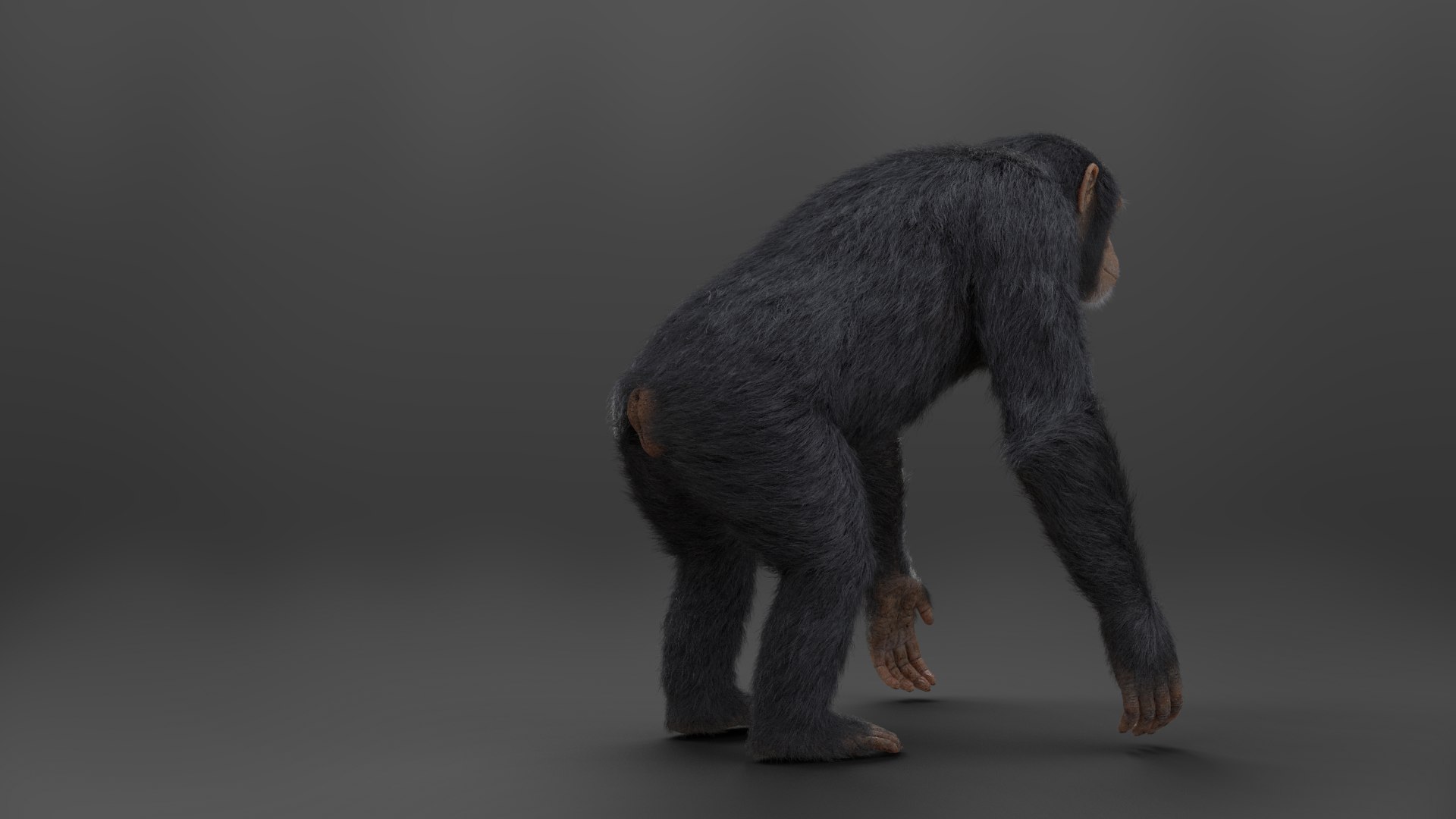 3D Chimpanzee Animated model - TurboSquid 1867384