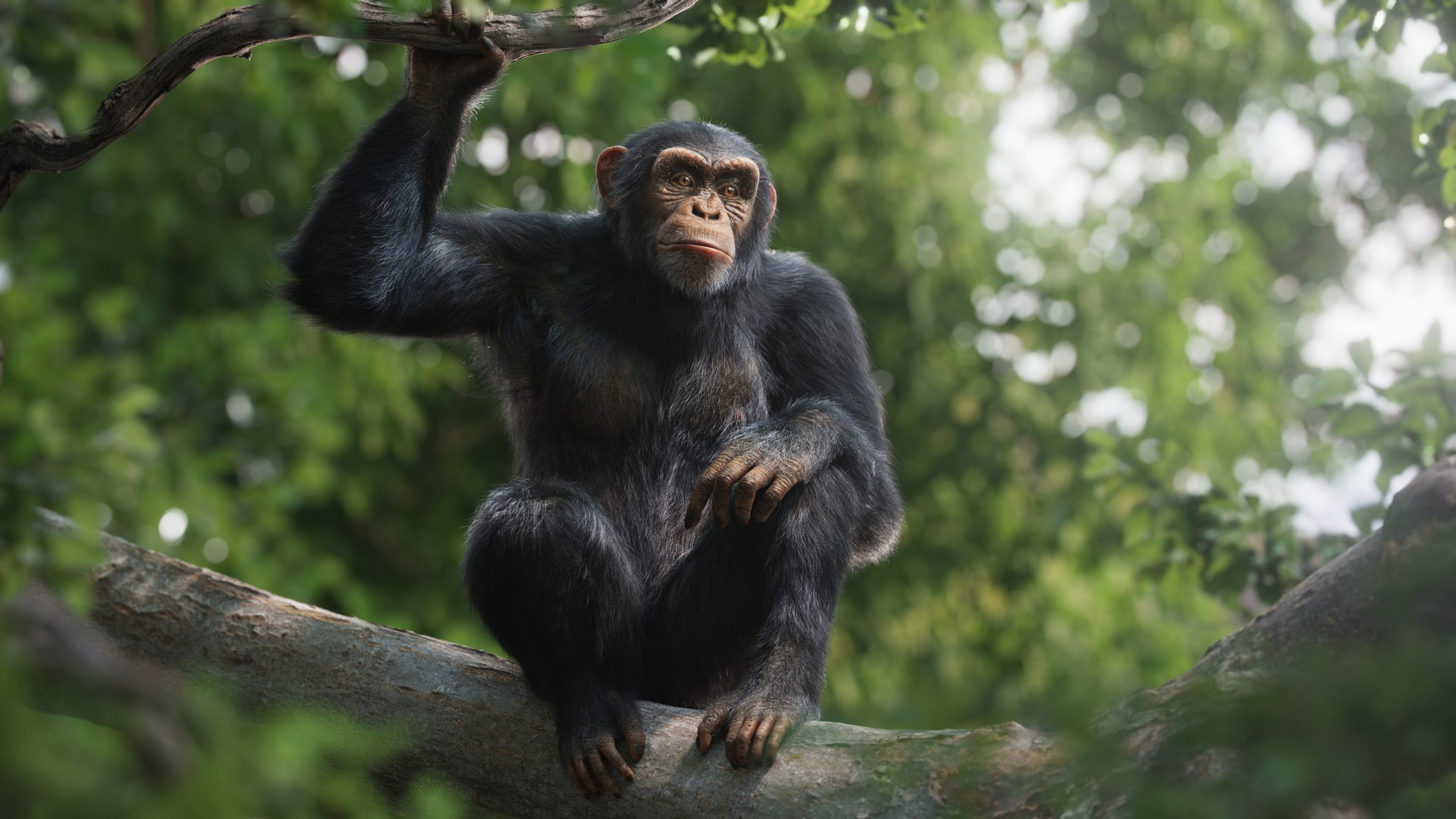 3D Chimpanzee Animated Model - TurboSquid 1867384