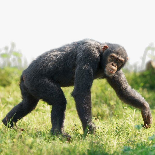 Chimpanzee 3D Models for Download | TurboSquid