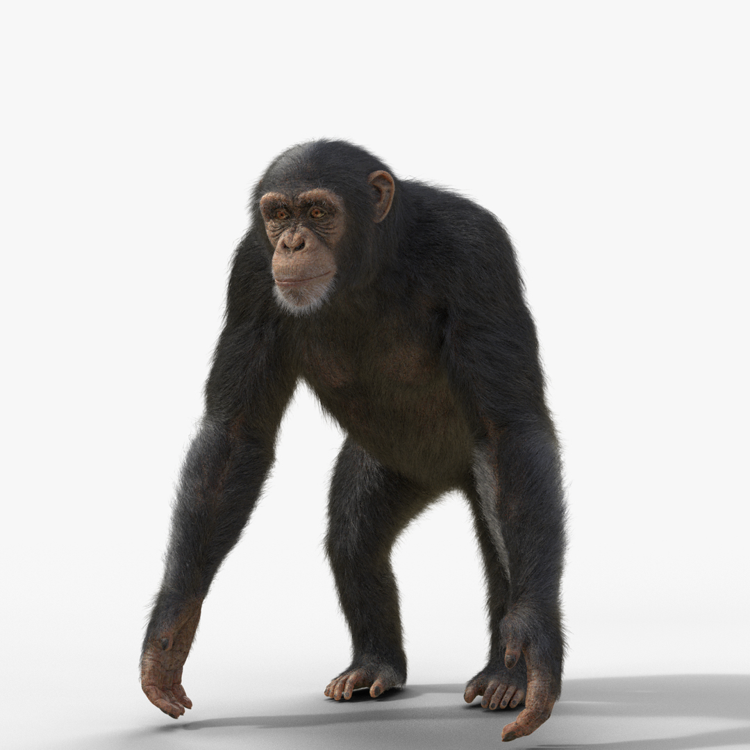 3D Chimpanzee Animated model - TurboSquid 1867384