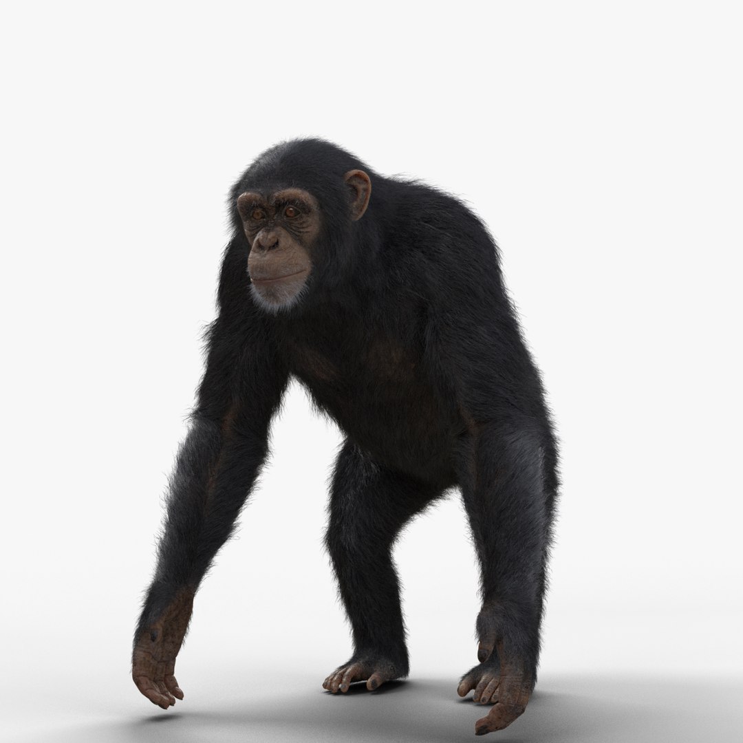 3D Chimpanzee Animated model - TurboSquid 1867384