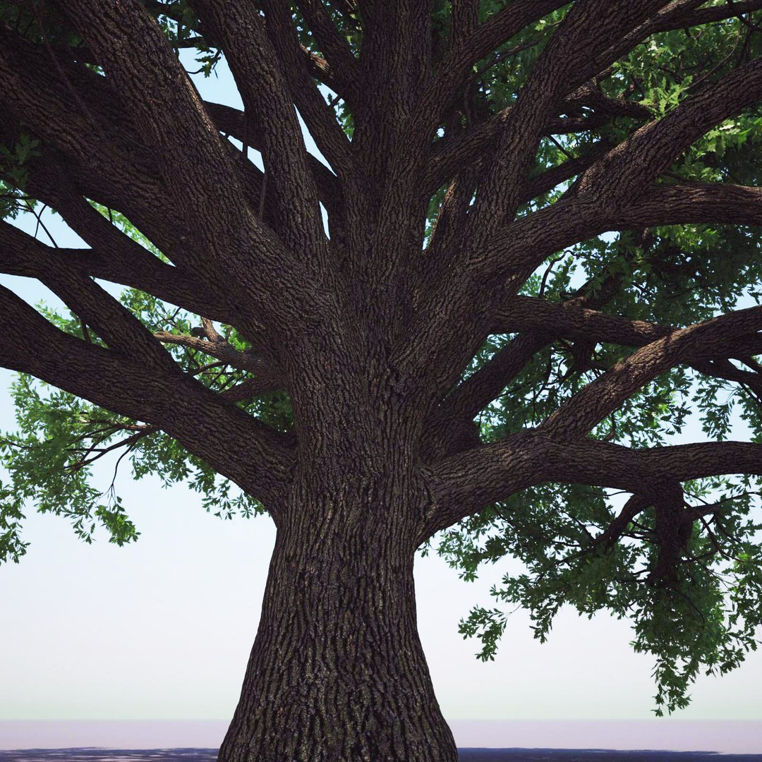 3ds max english oak tree