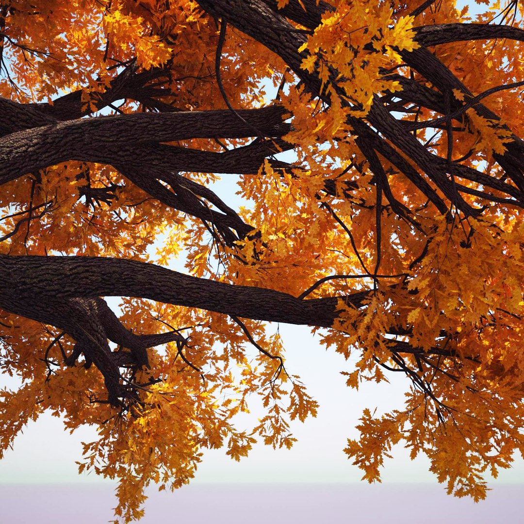 3ds max english oak tree