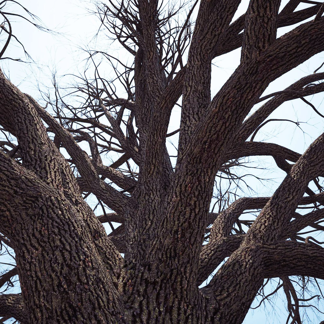 3ds max english oak tree