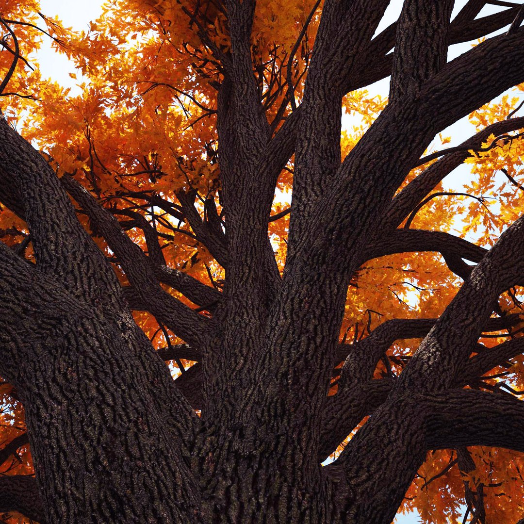 3ds max english oak tree