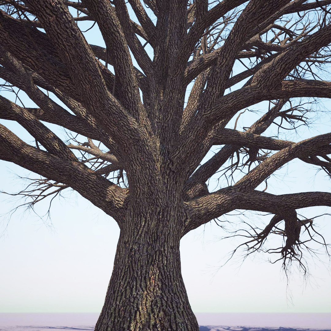 3ds max english oak tree