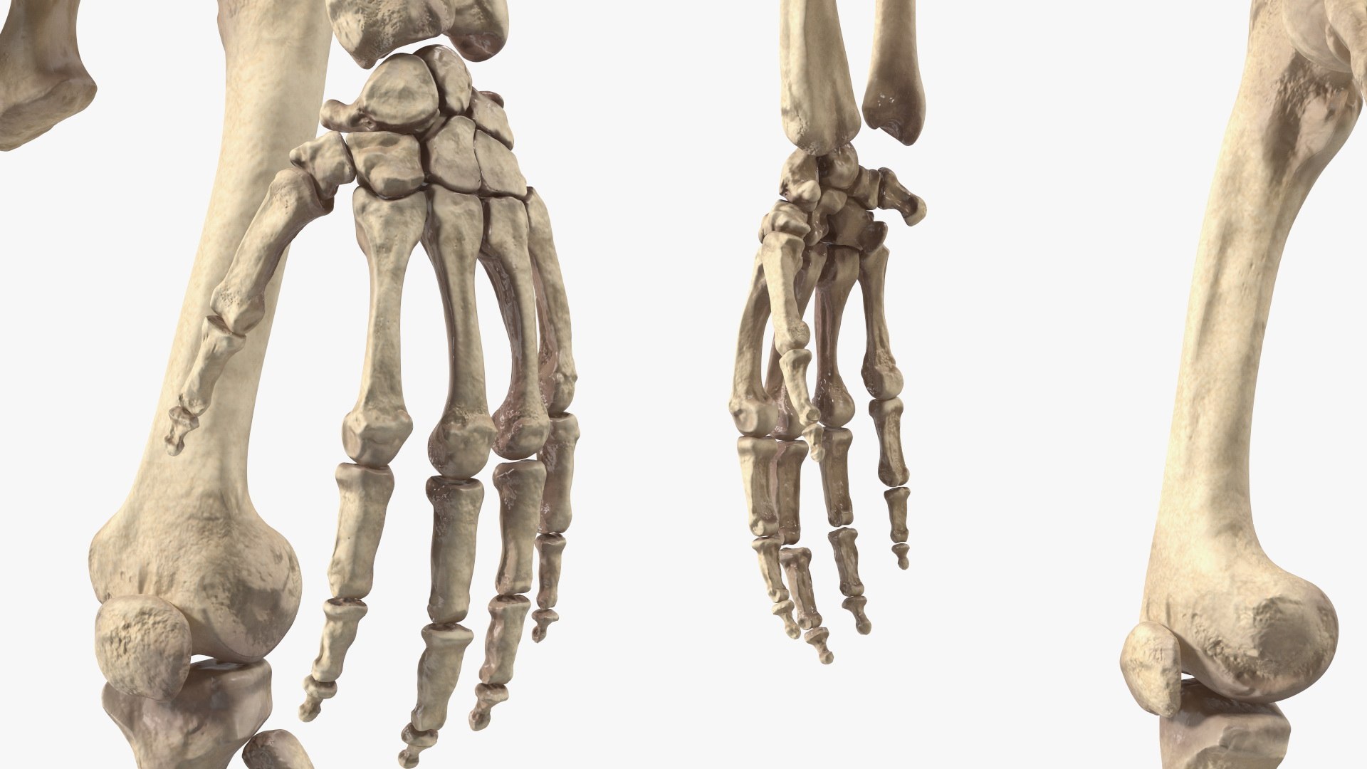 3D Gorilla Skeleton Bone Structure Model - TurboSquid 2061185