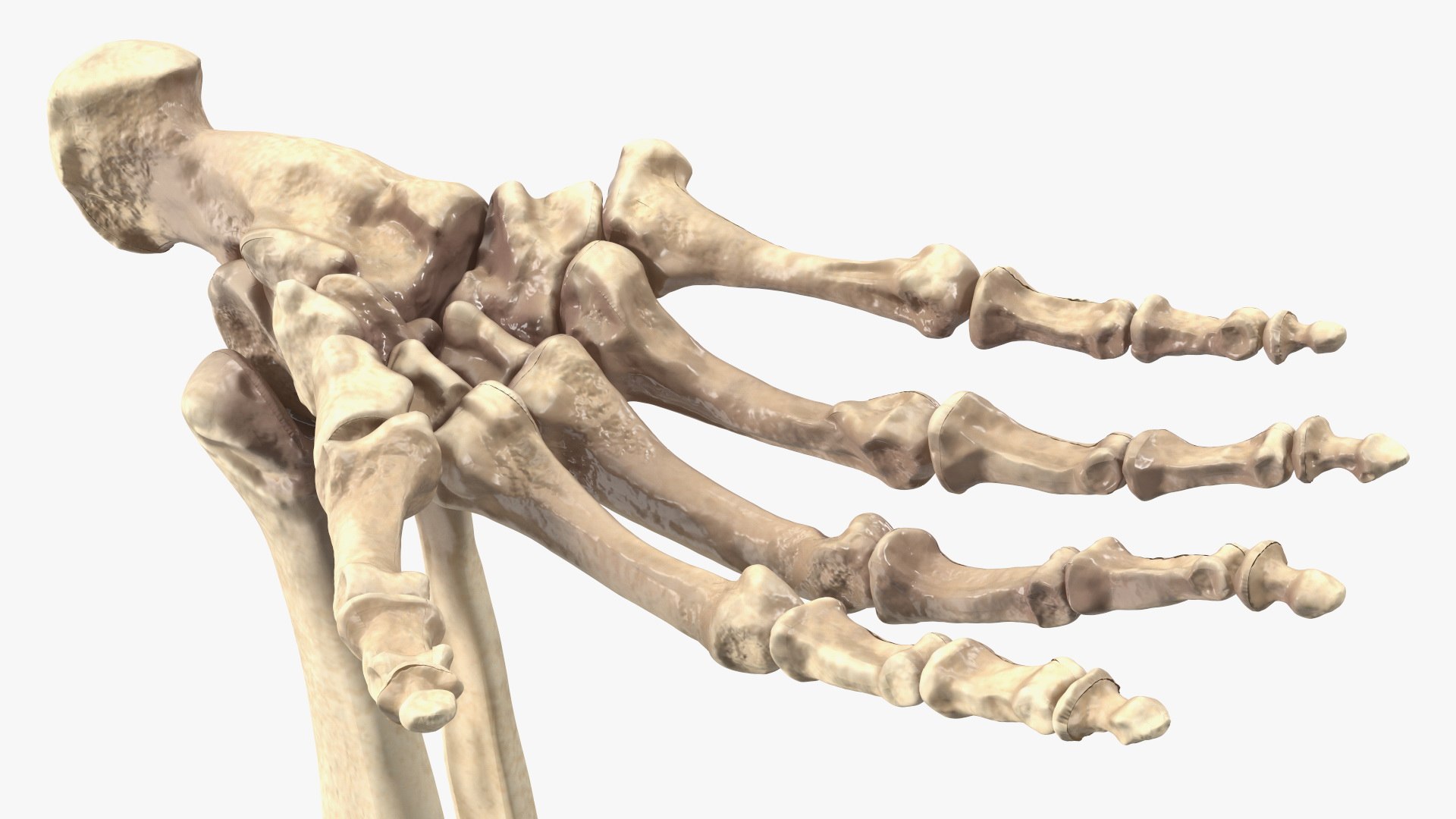 3D Gorilla Skeleton Bone Structure Model - TurboSquid 2061185
