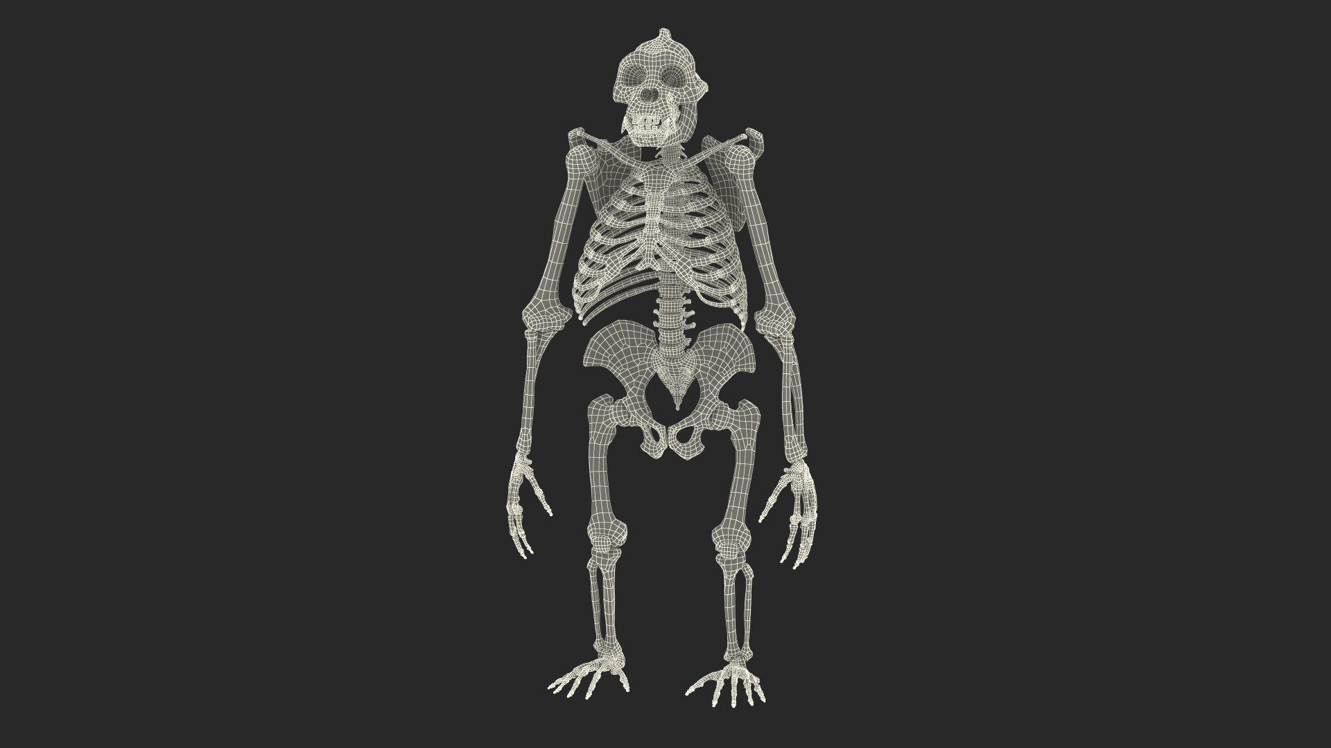 3D Gorilla Skeleton Bone Structure Model - TurboSquid 2061185