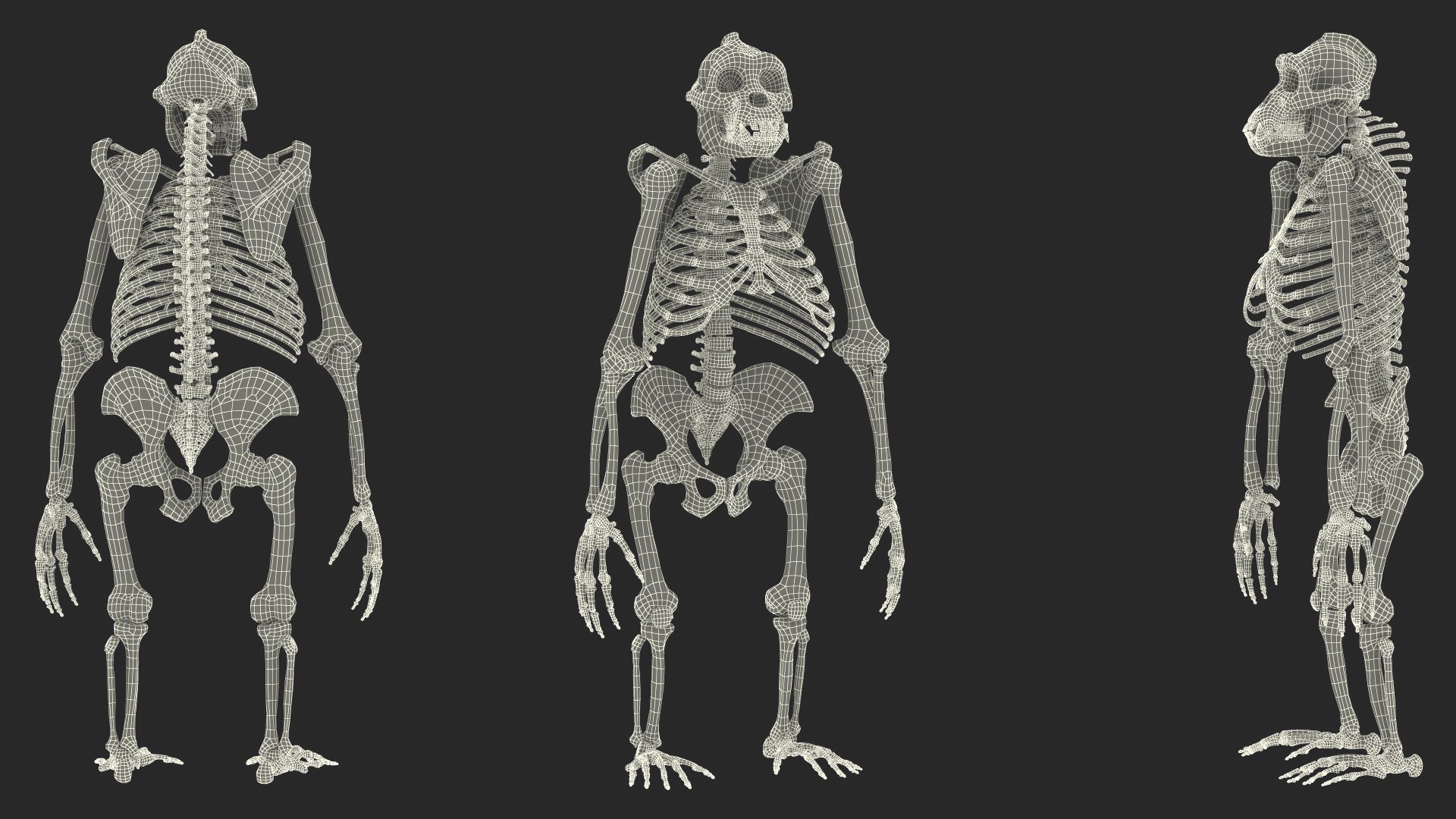 3D Gorilla Skeleton Bone Structure model - TurboSquid 2061185
