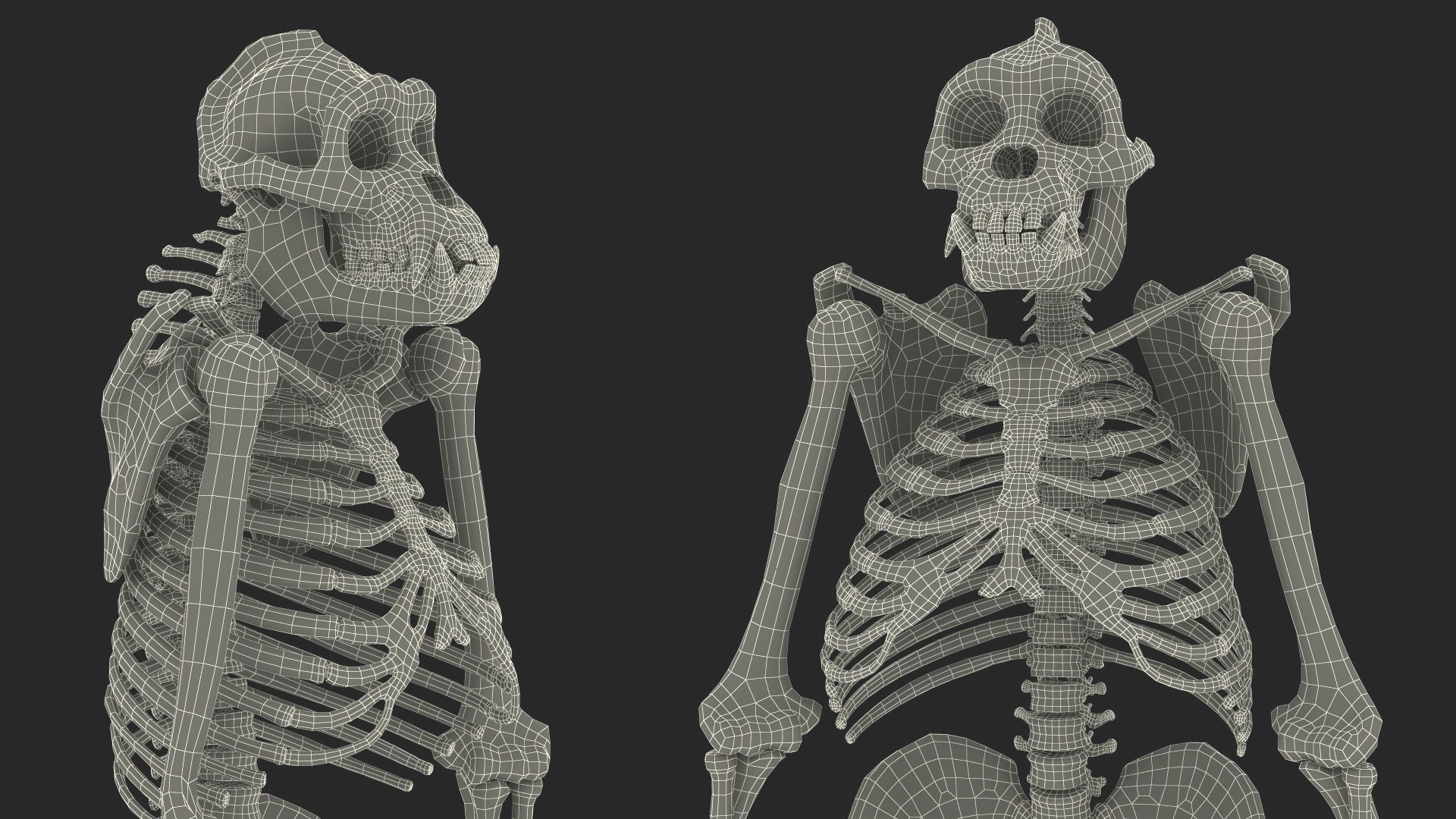 3D Gorilla Skeleton Bone Structure model - TurboSquid 2061185