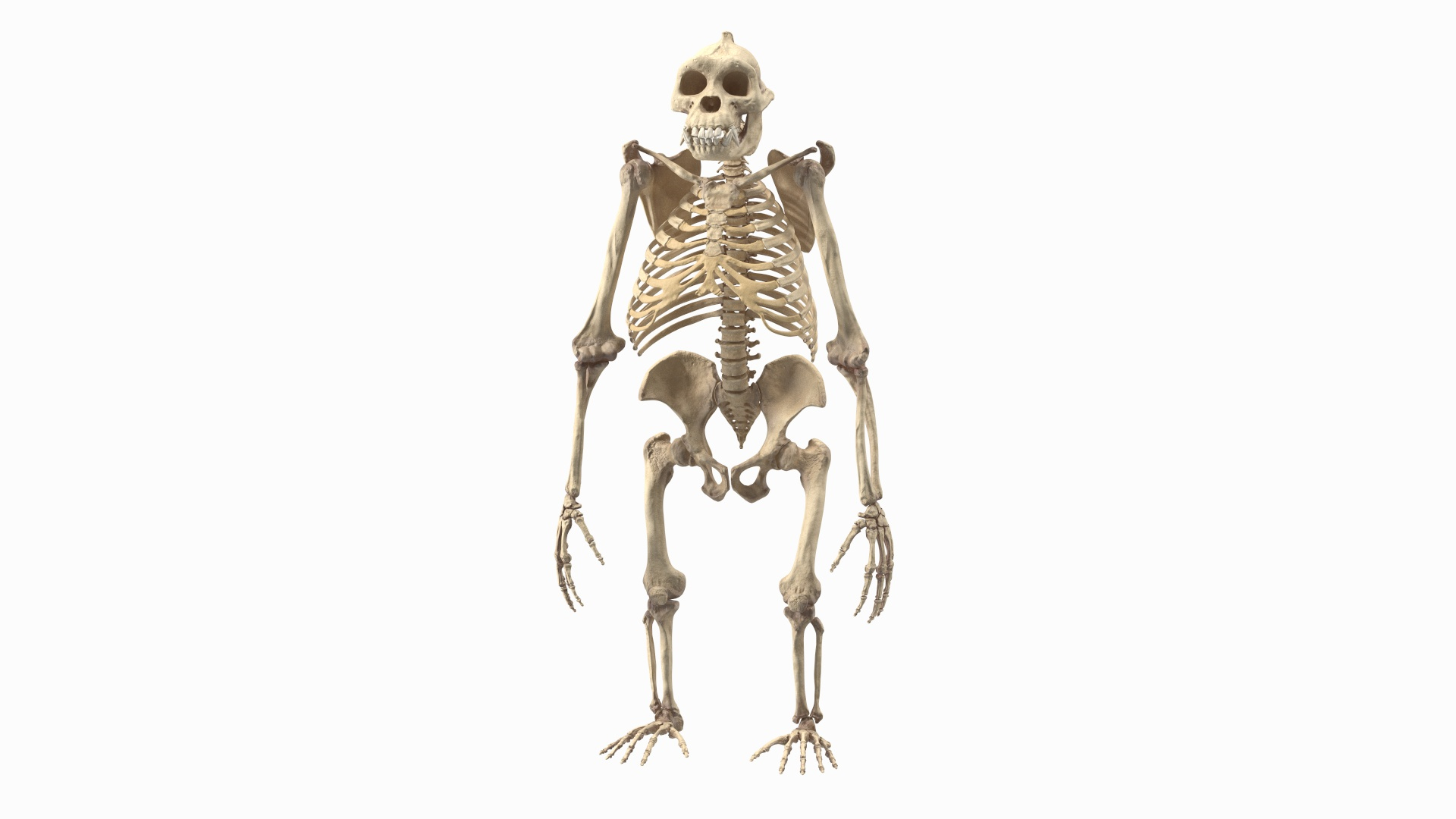 3D Gorilla Skeleton Bone Structure Model - TurboSquid 2061185