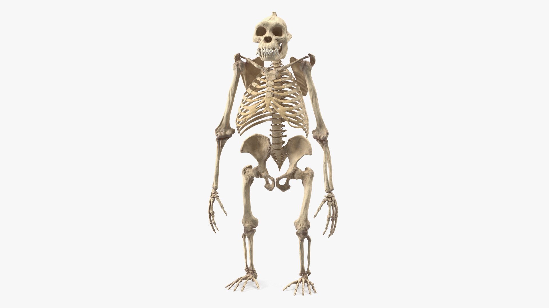 3D Gorilla Skeleton Bone Structure model - TurboSquid 2061185