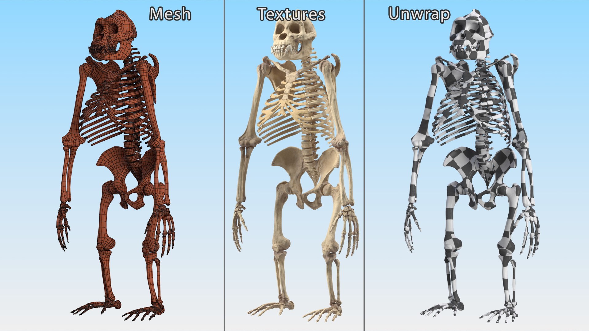 3D Gorilla Skeleton Bone Structure model - TurboSquid 2061185
