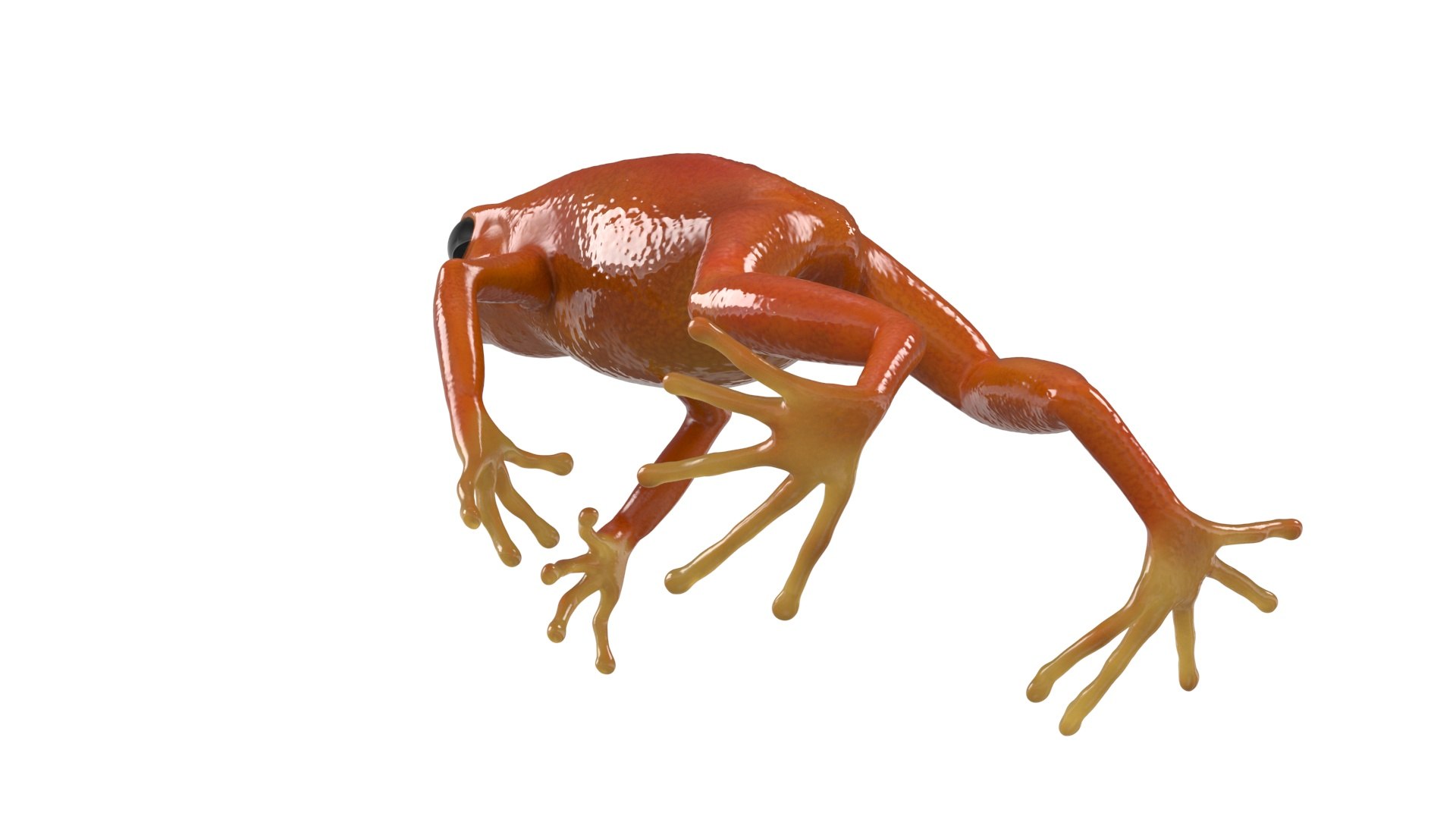Mantella Frog Jumping Model - TurboSquid 2279299
