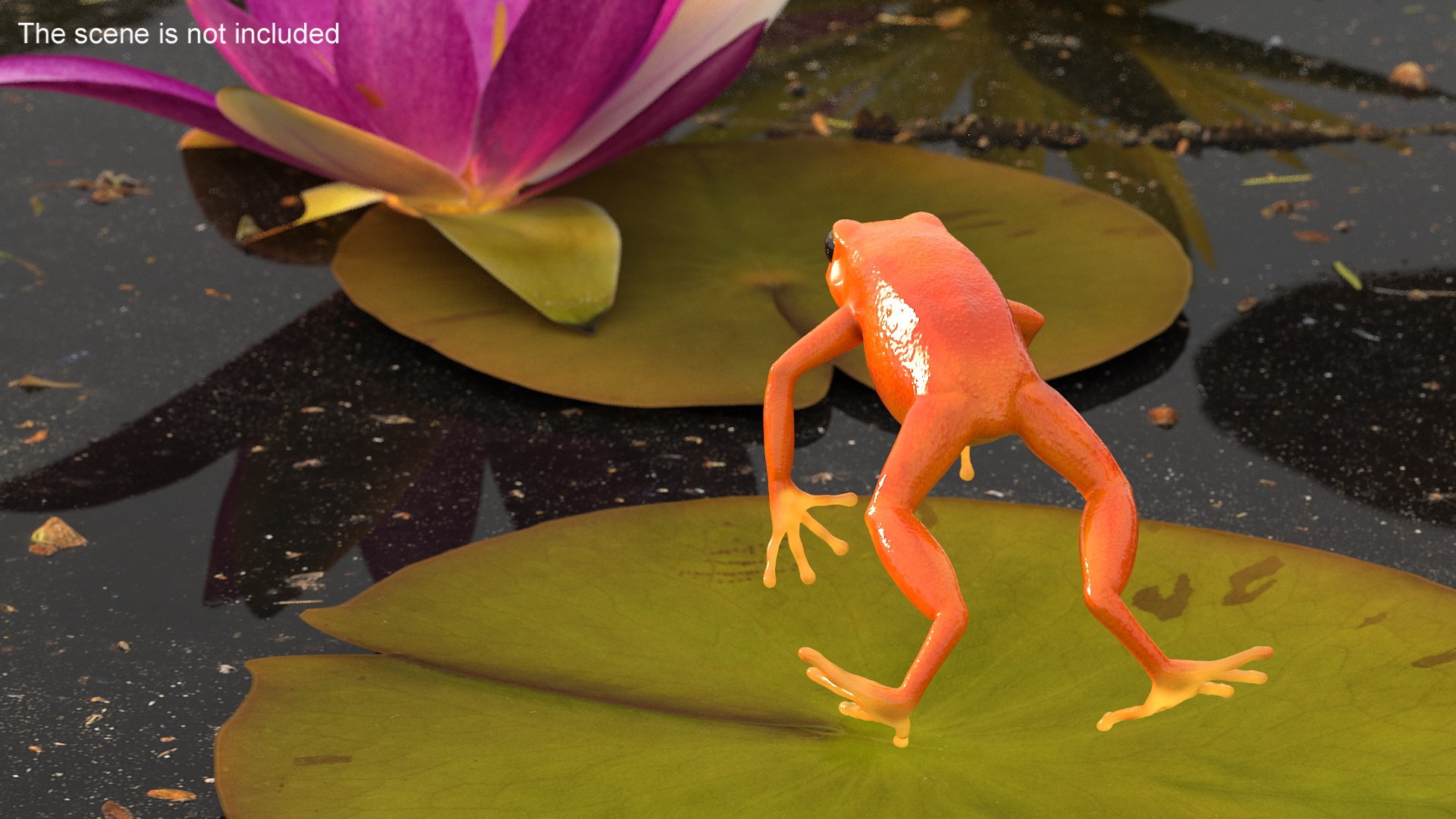 Mantella Frog Jumping Model - TurboSquid 2279299