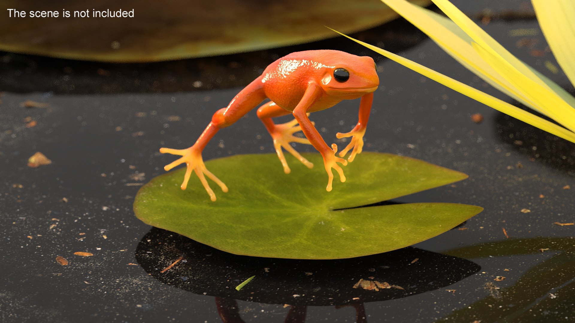 Mantella Frog Jumping Model - TurboSquid 2279299