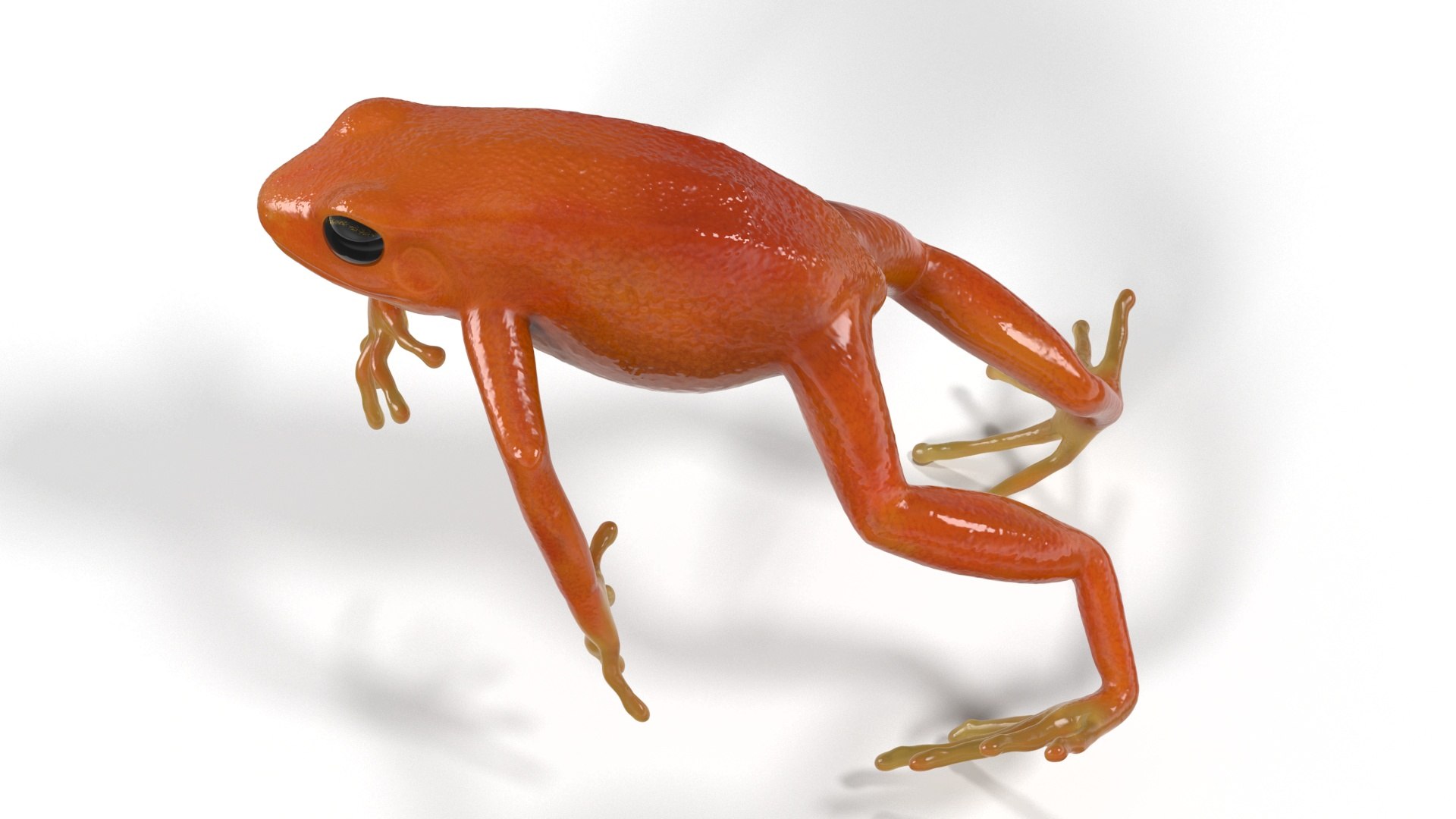 Mantella Frog Jumping Model - TurboSquid 2279299
