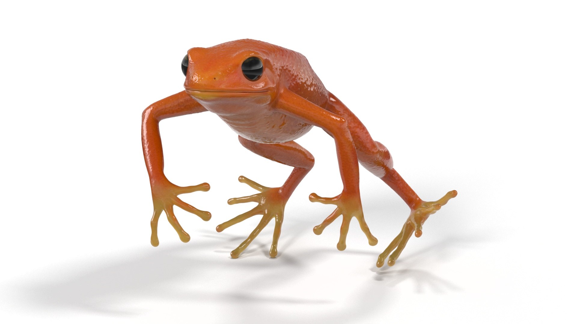 Mantella Frog Jumping Model - TurboSquid 2279299