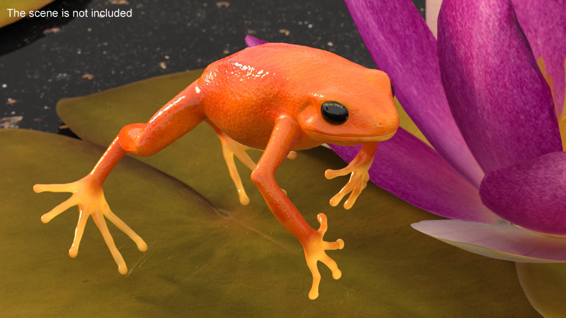 Mantella Frog Jumping Model - TurboSquid 2279299