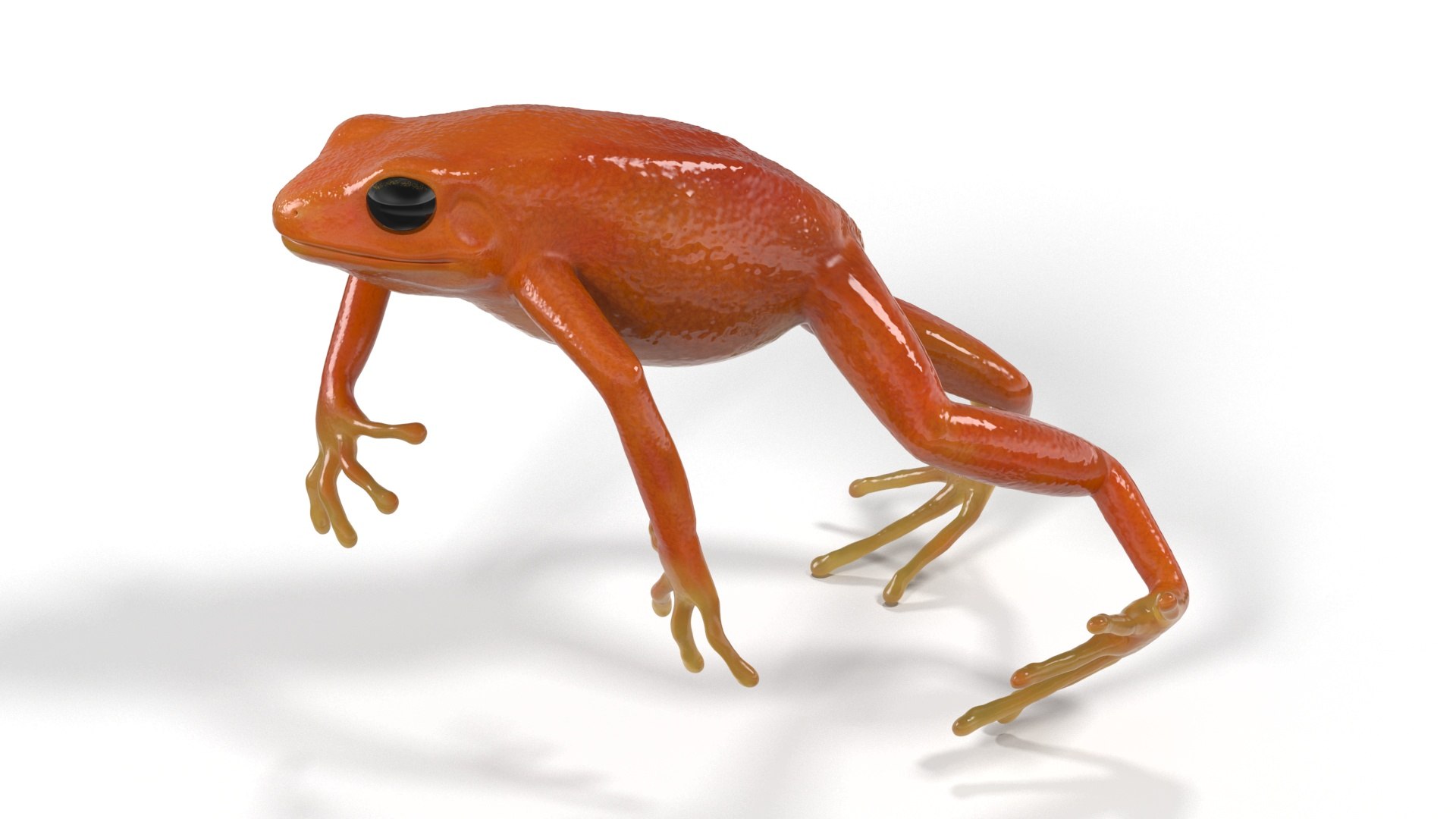Mantella Frog Jumping Model - TurboSquid 2279299